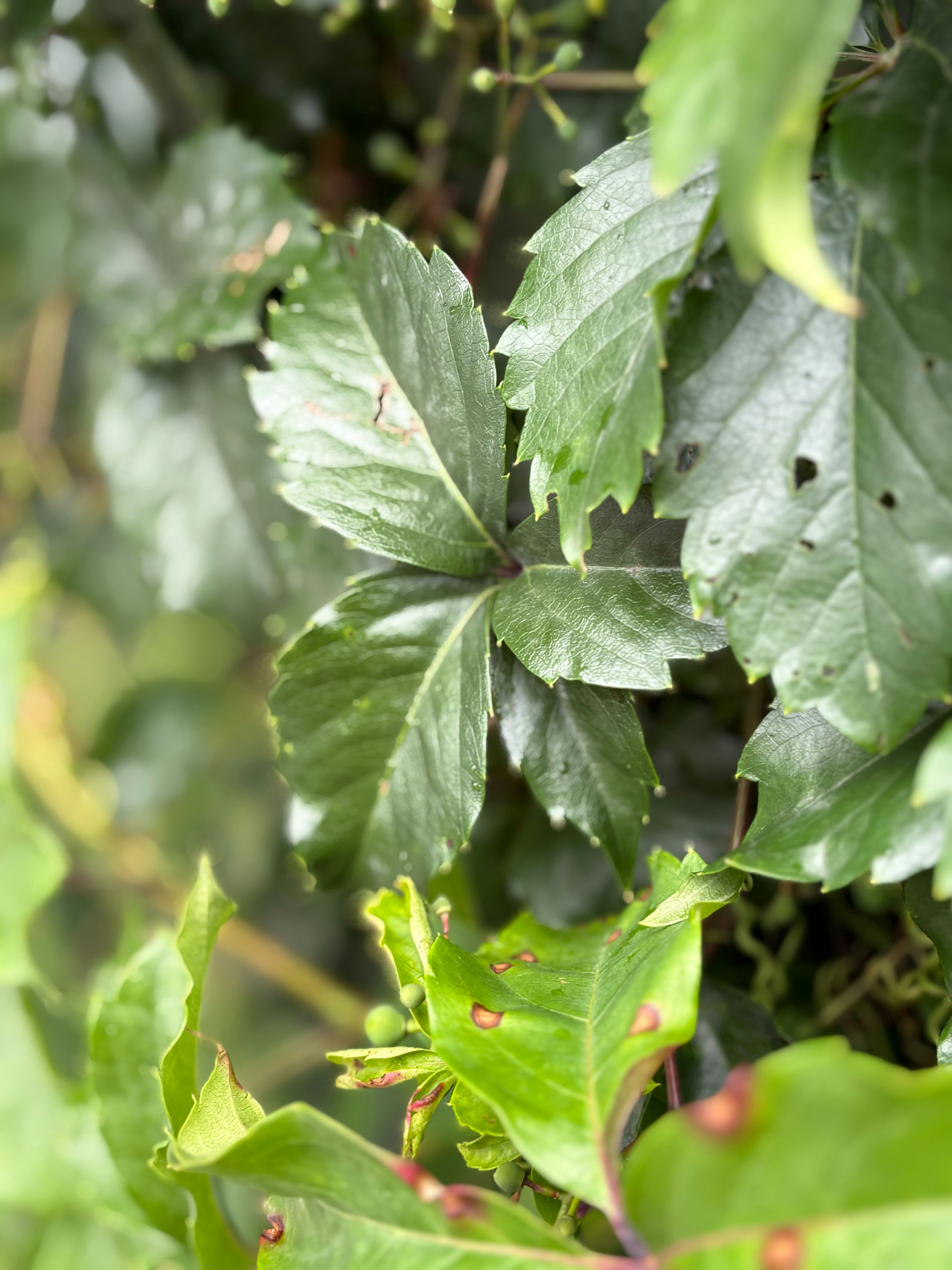 Close-up of Lush Green Leaves with Subtle Texture and Edge Browning