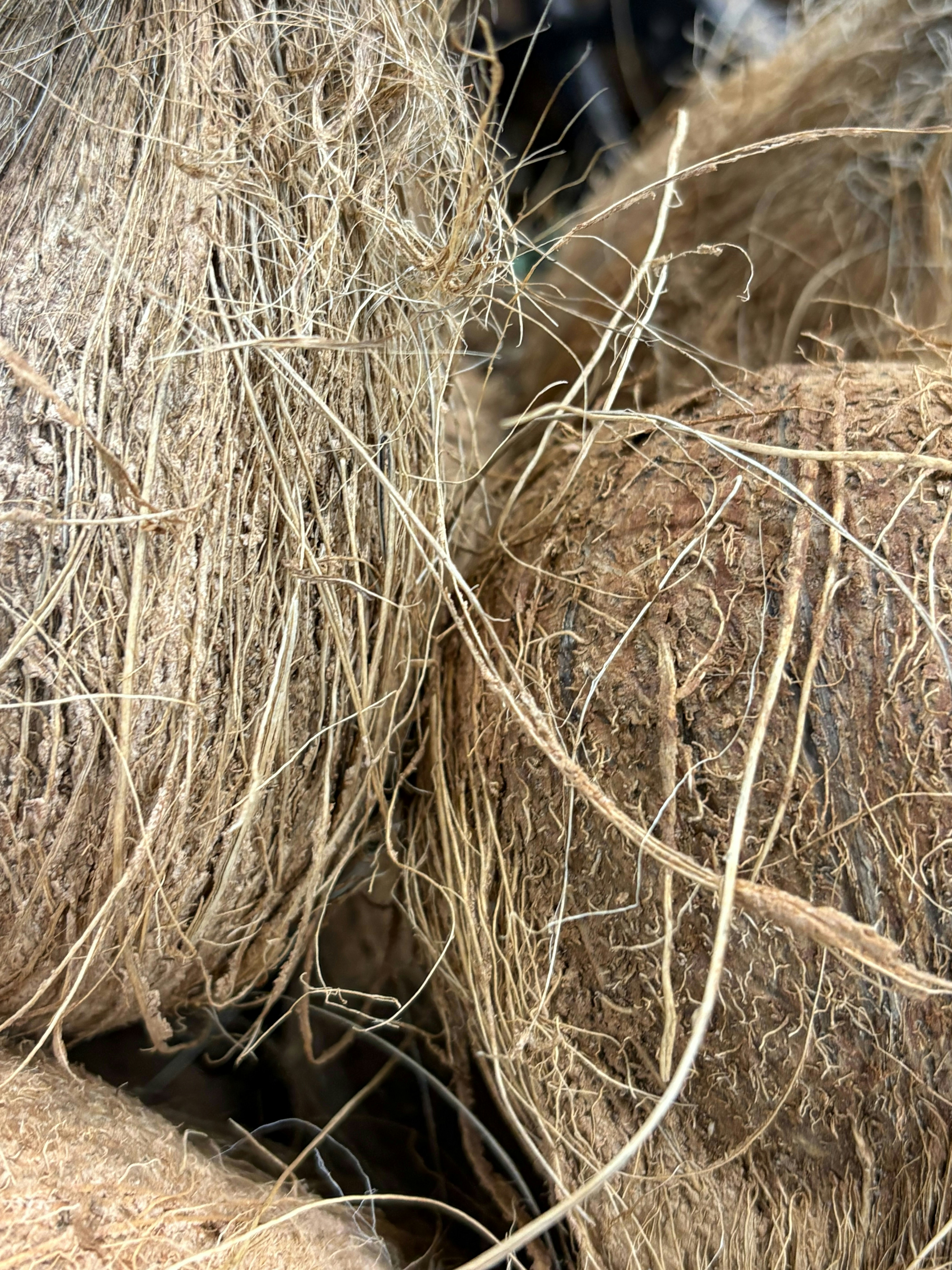 Tangled Fibers and Weathered Bark: A Close-Up of Vines in Bark Crevices