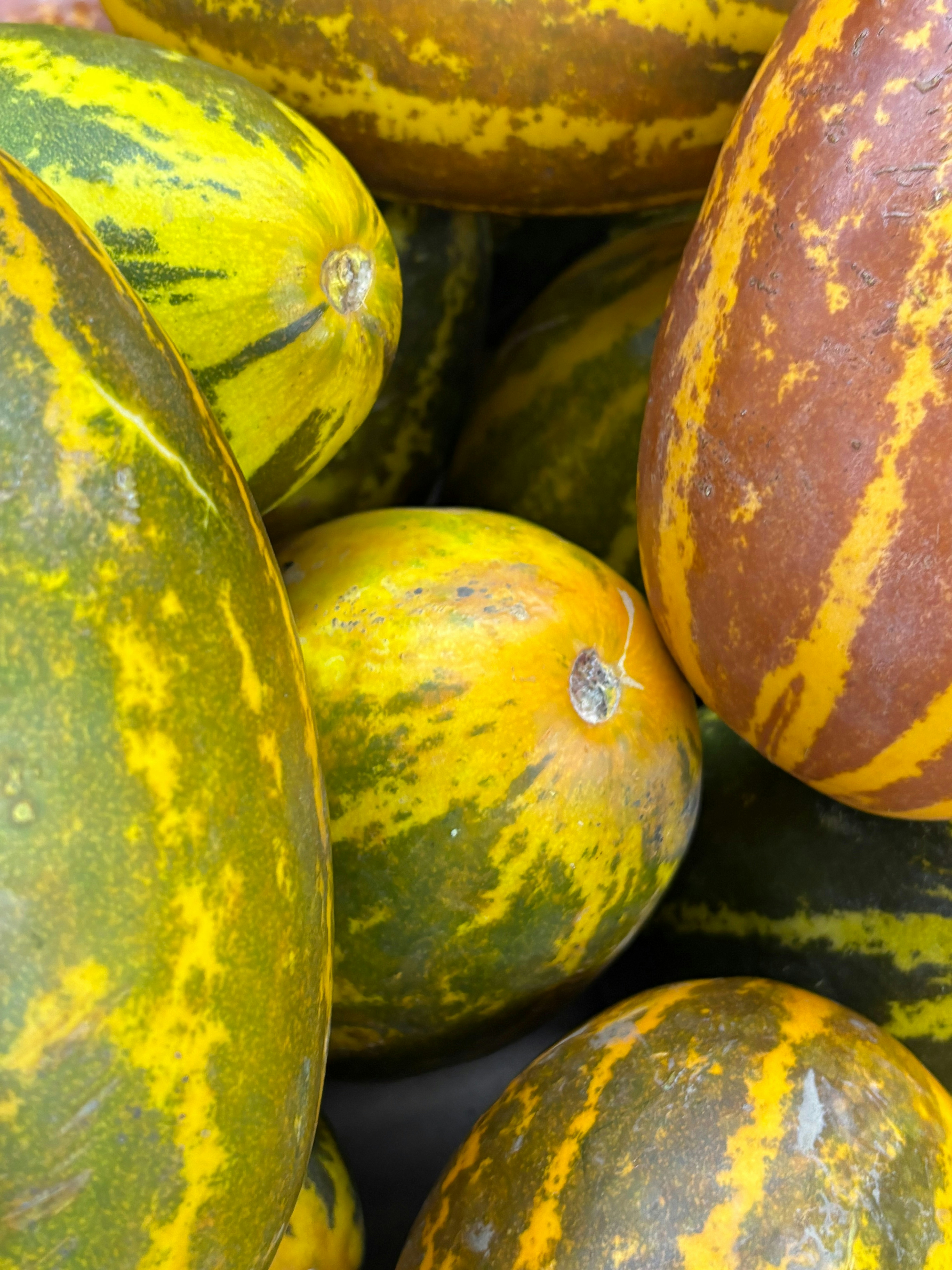 Sunlit Green-Gold Pumpkins: A Close-Knit Harvest Moment