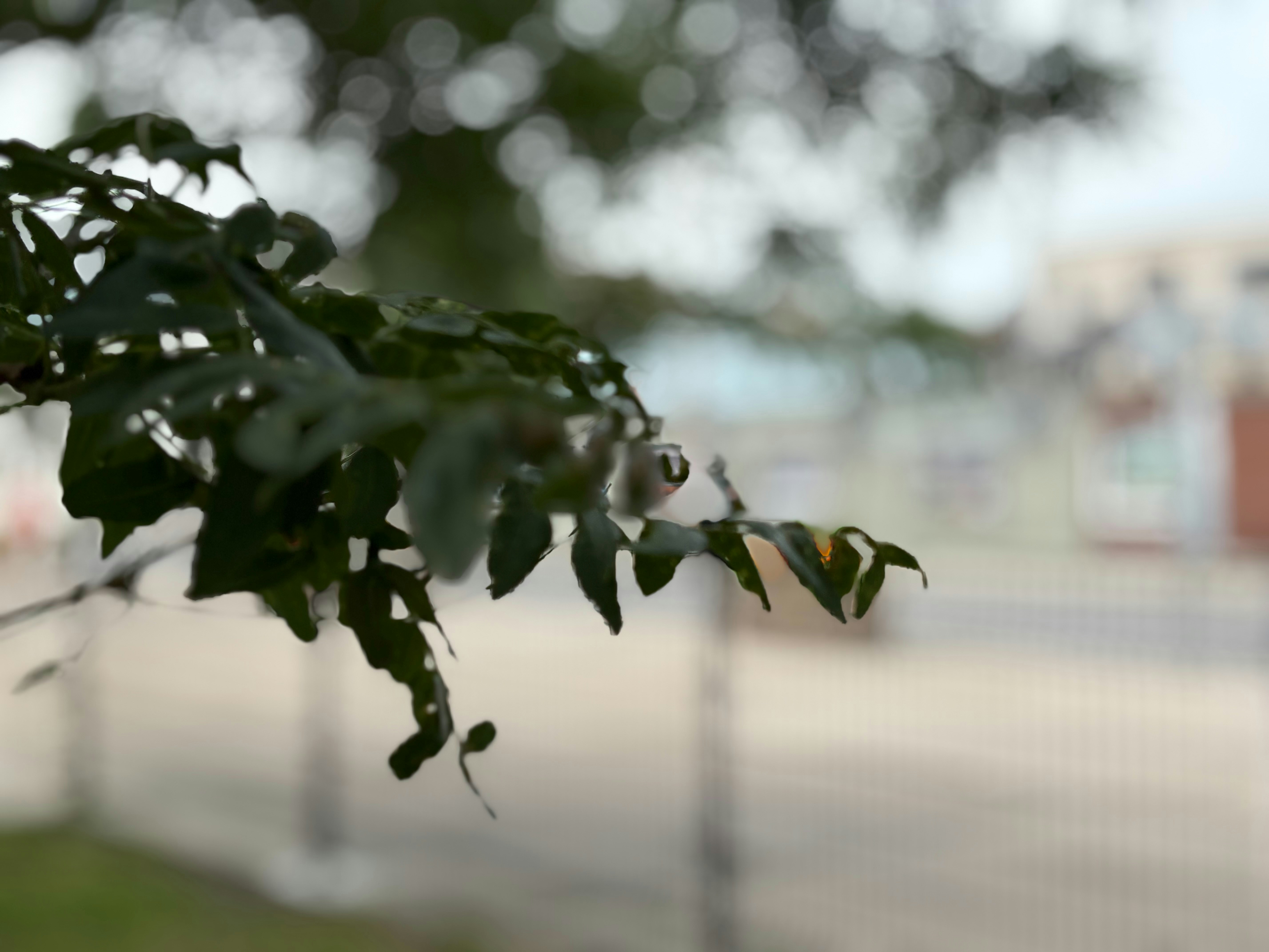 Overhanging Leaves: Soft Focus with Urban Backdrop