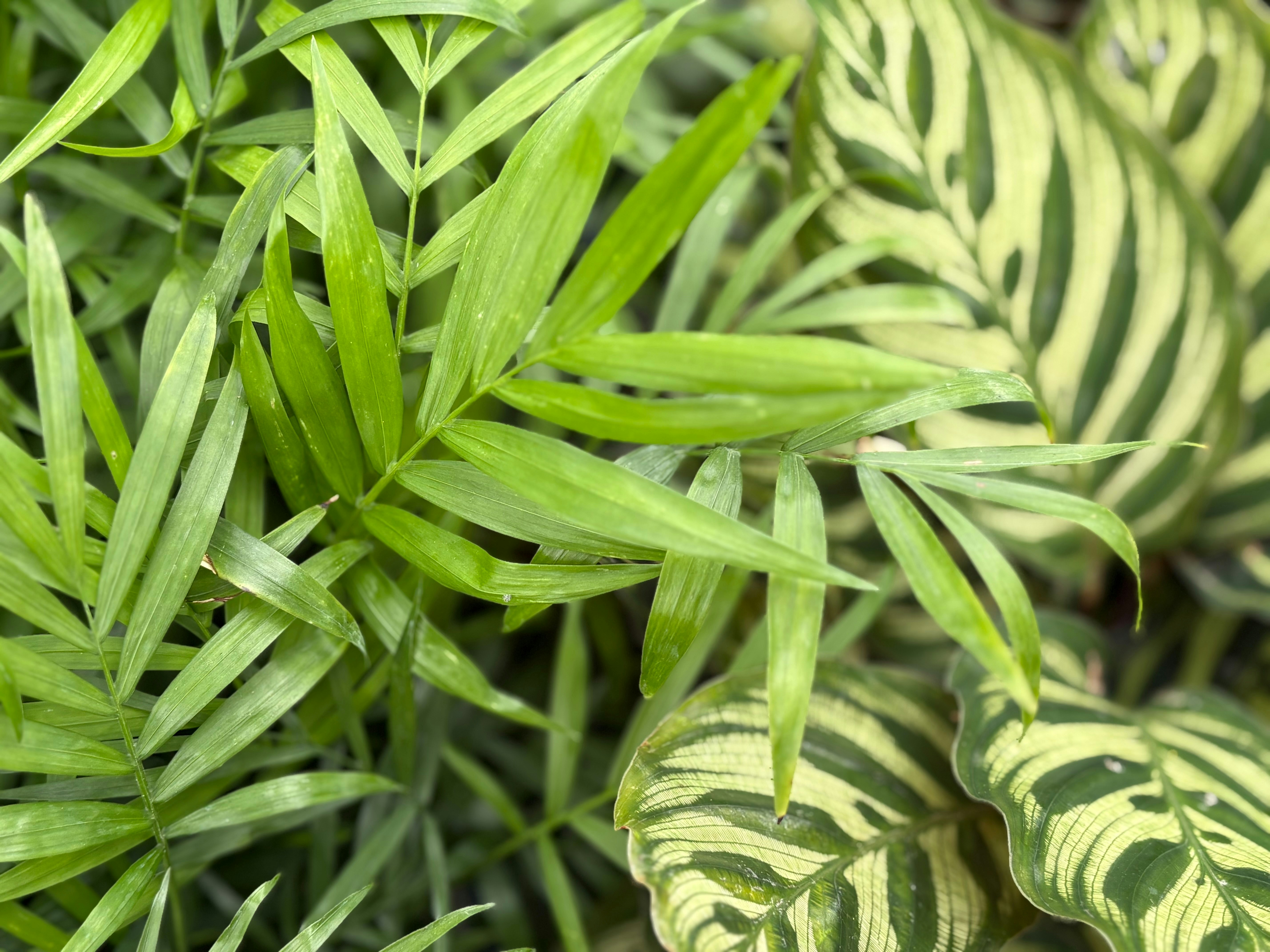 Emerald Fronds in Quiet Drape