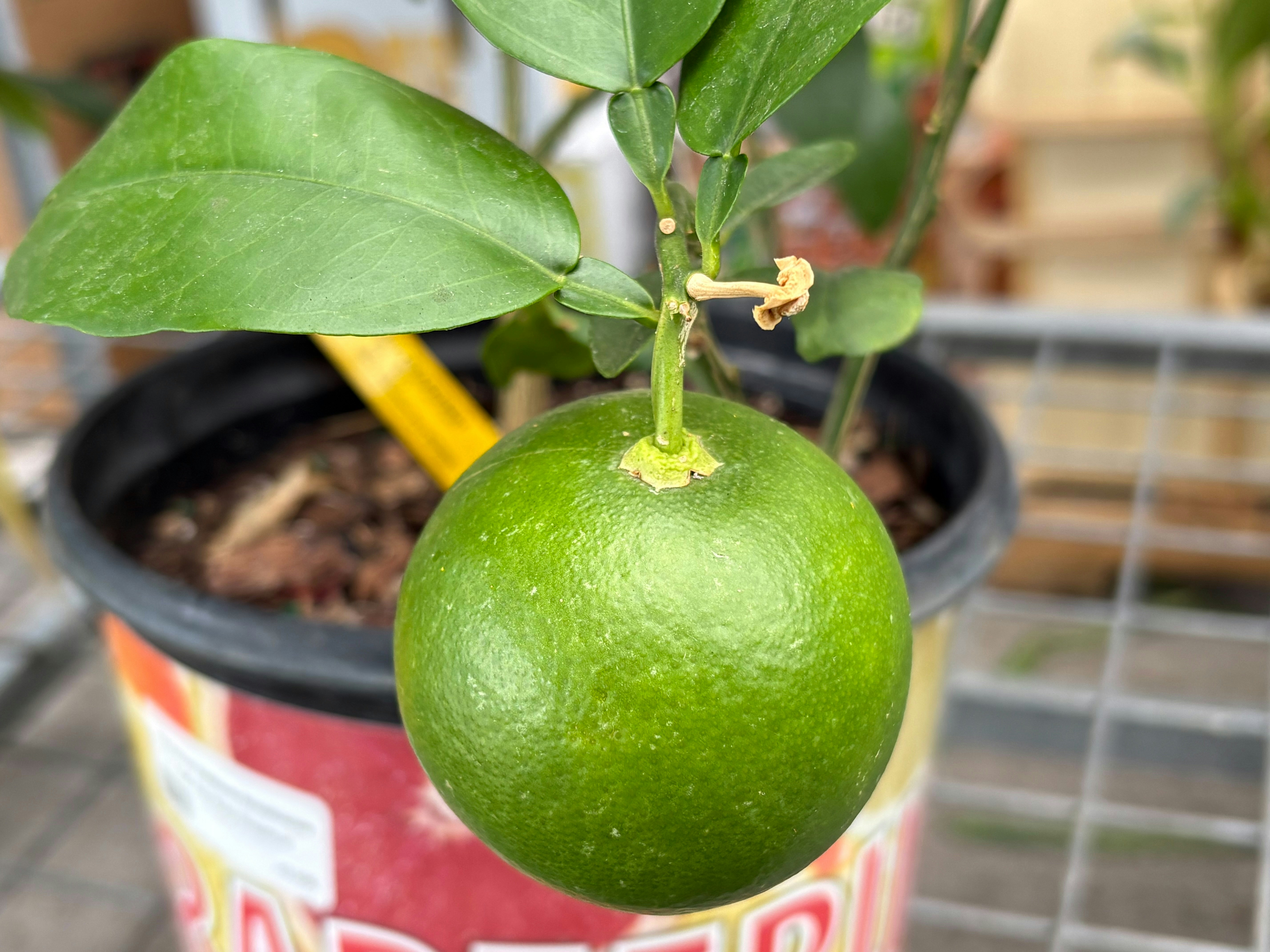 Lime Pendant: A Green Fruit on a Branch in a Garden Nursery