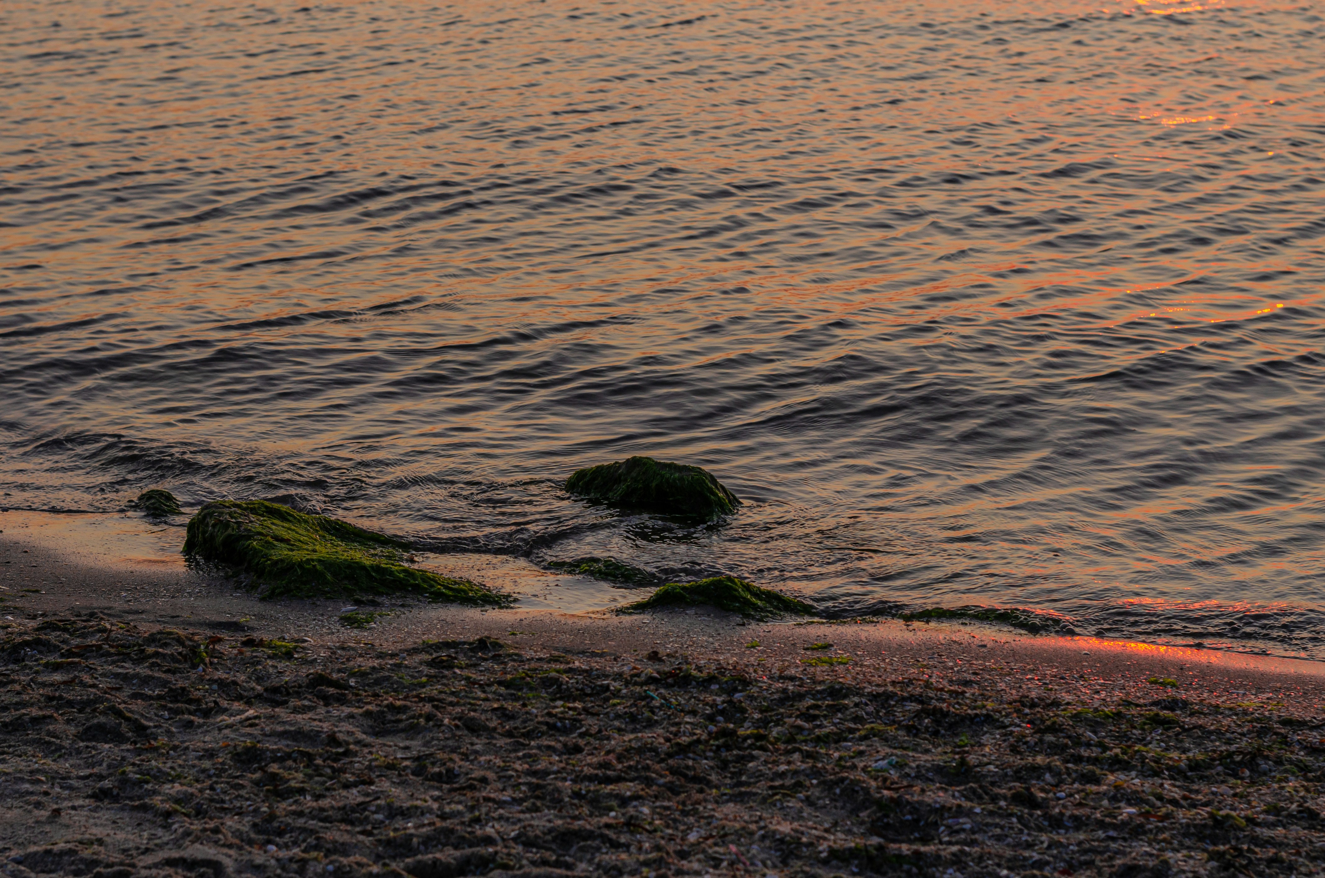 Dusk Tide and Mossy Rocks at the Water's Edge