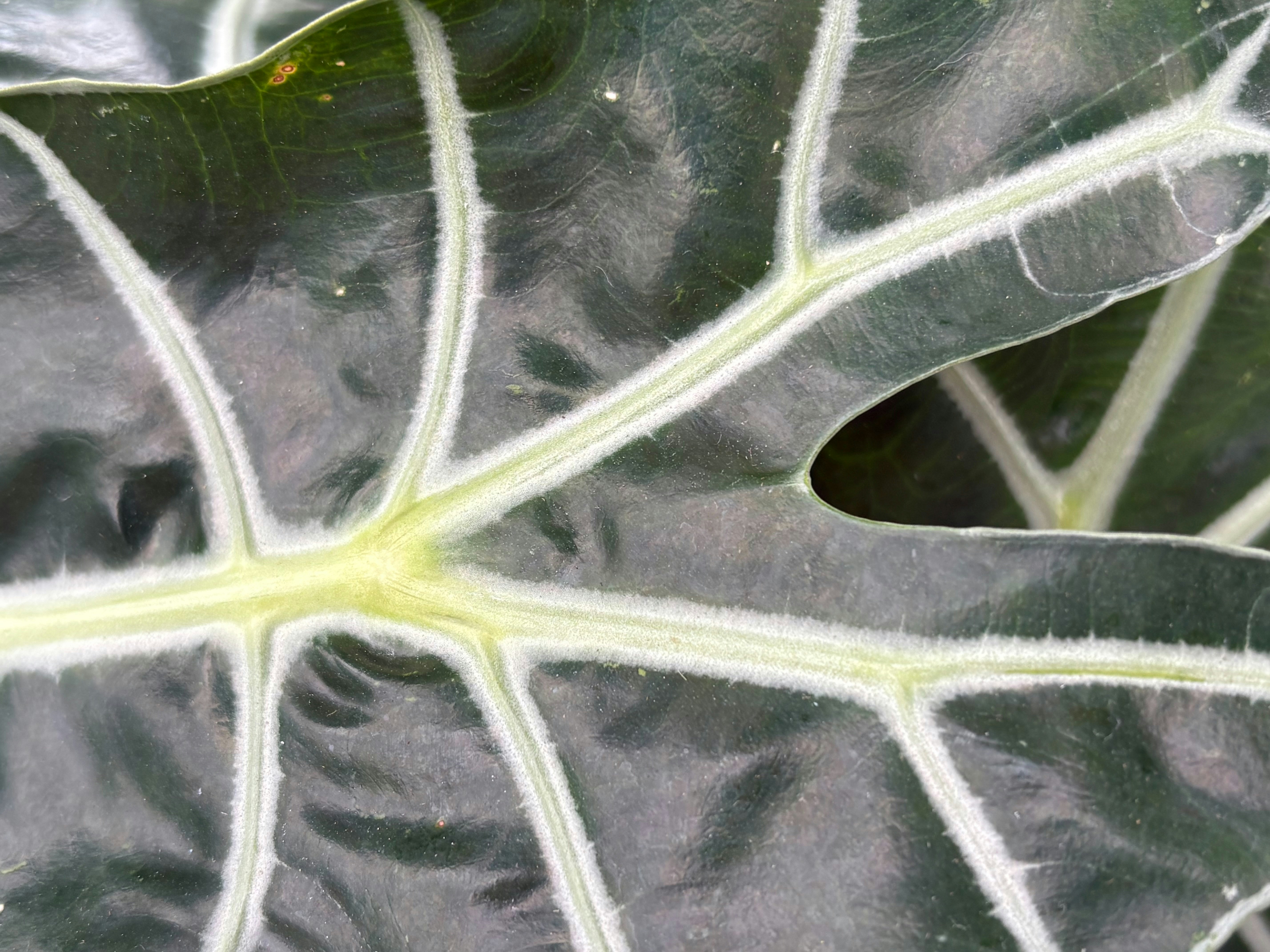 Veined Nightgreen: a close-up of leaf meshed with pale veins