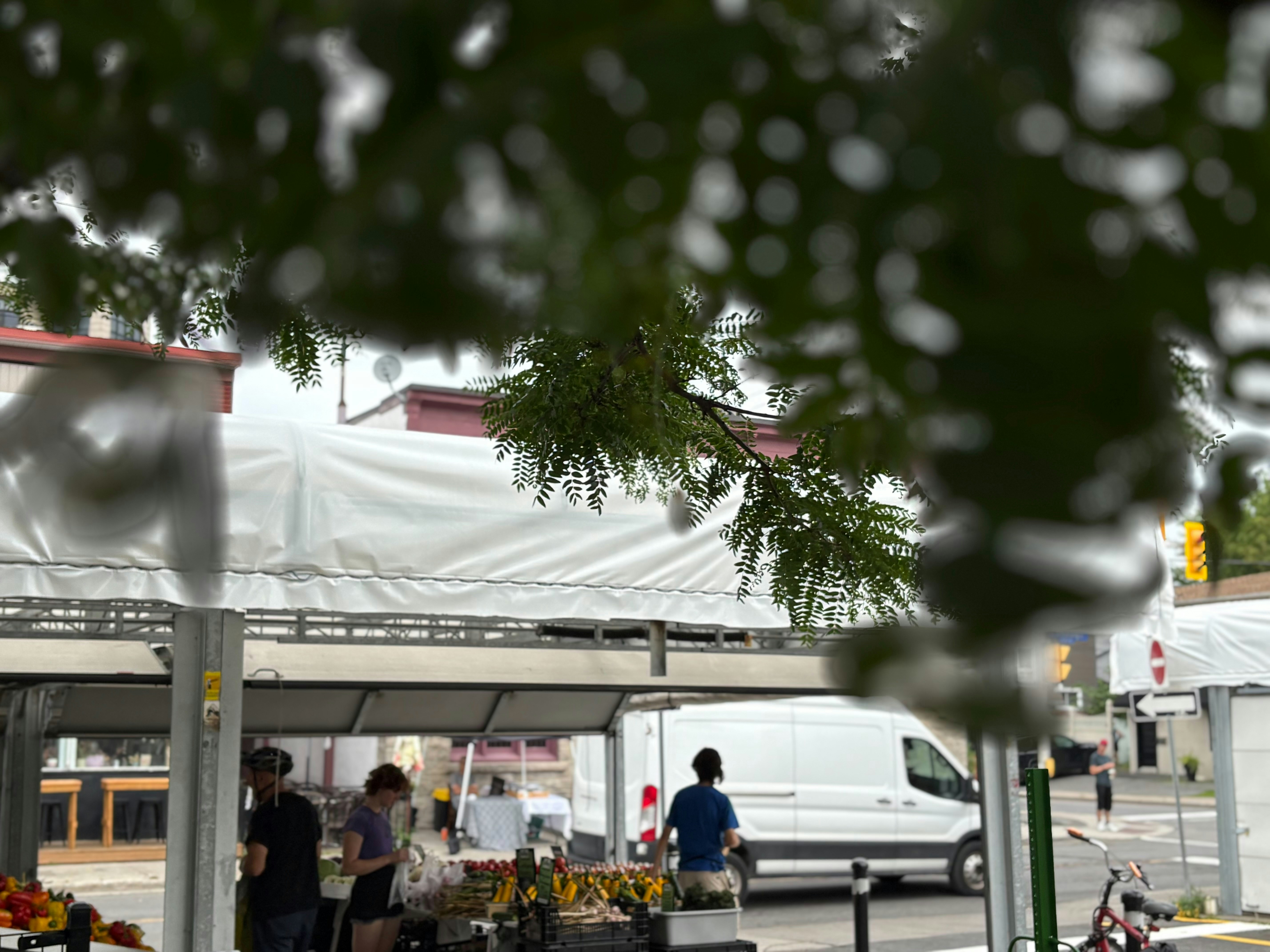 Market Stall Under Tree Canopy: City Street Whispers