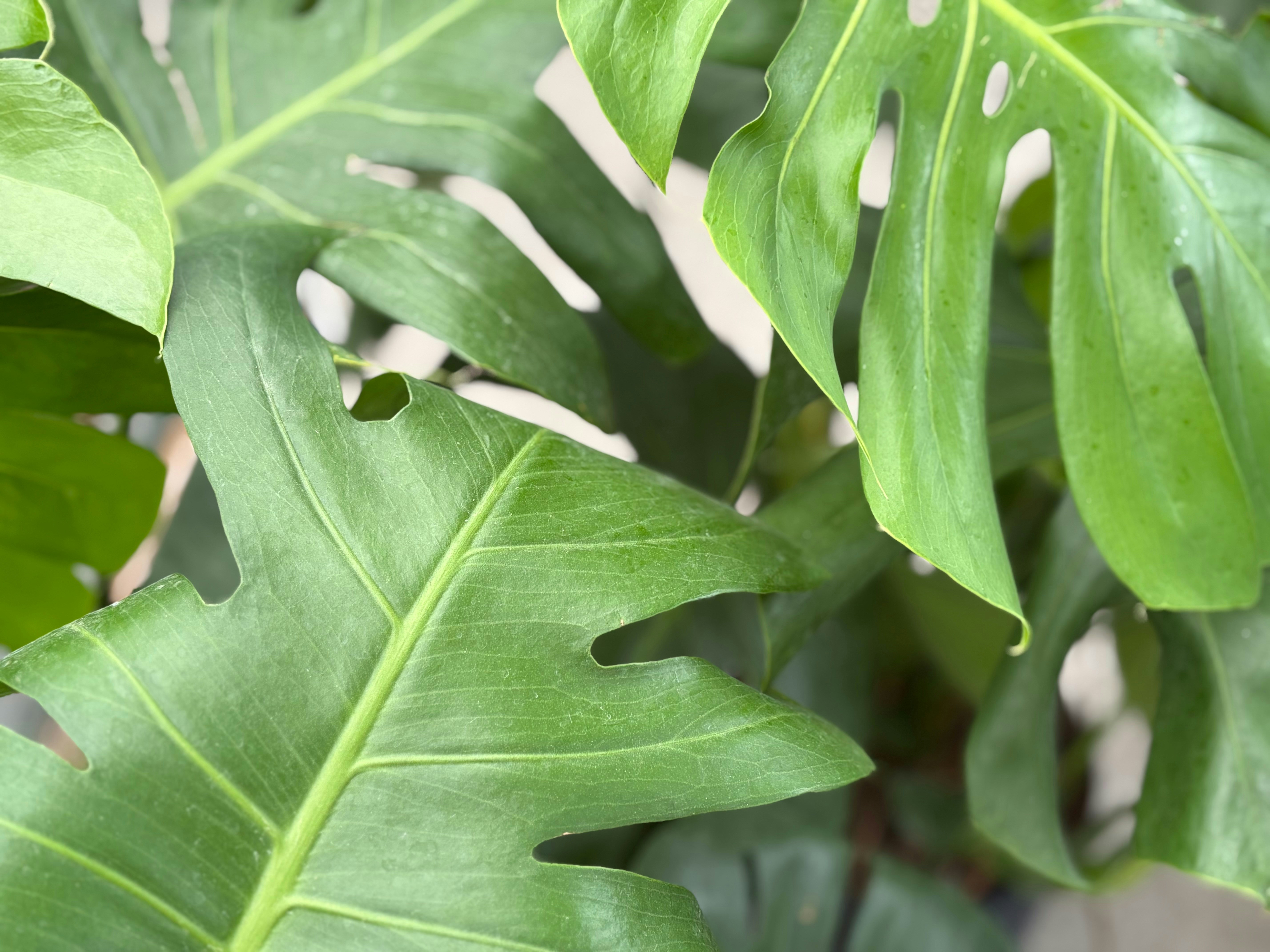 Lush Monstera Frond Portrait in Soft Natural Light