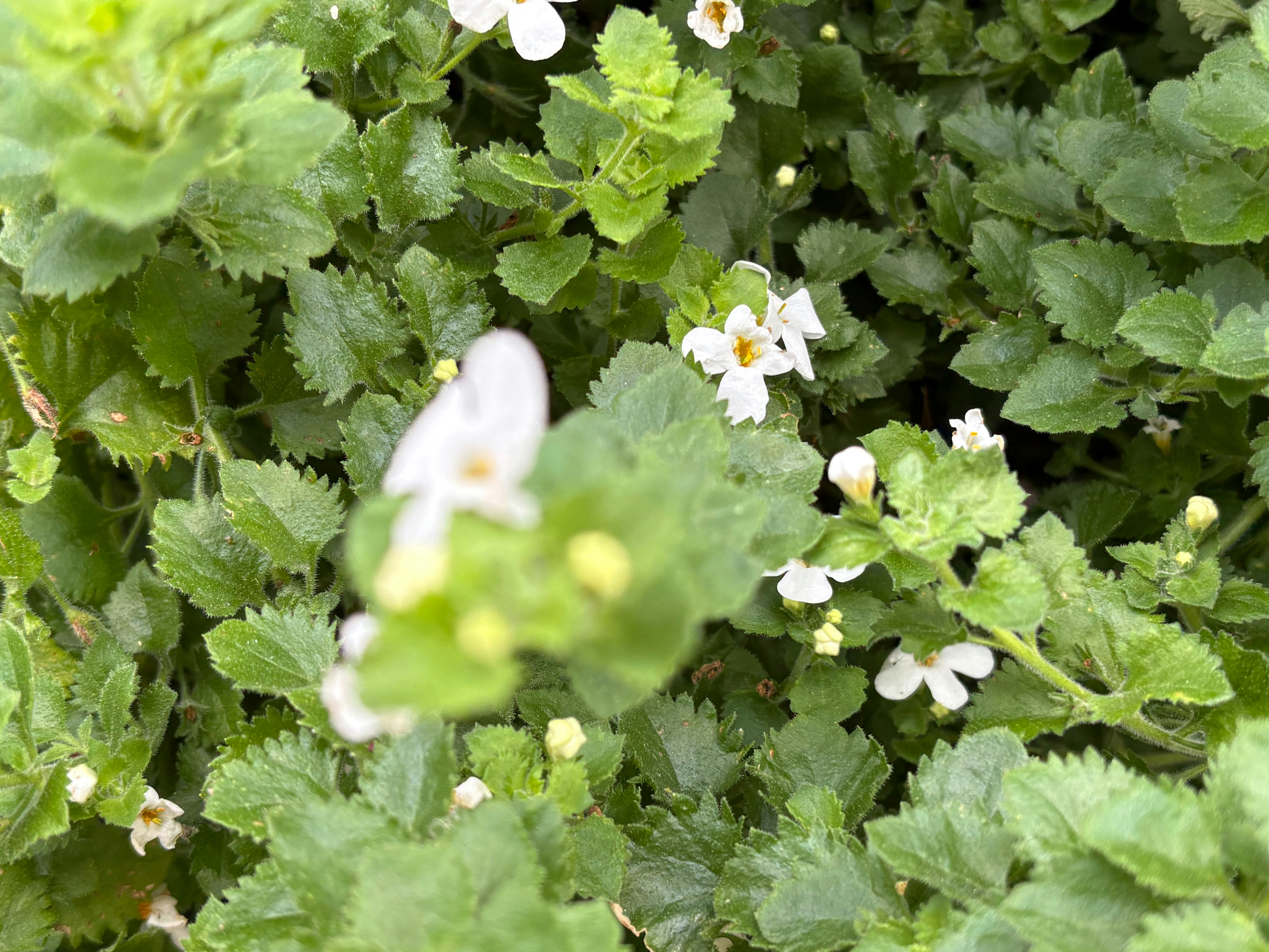 Close-up of small white flowers peeking through dense green leaves; a shallow depth of field softens foreground and background, emphasizing a few blooms while the rest remains lushly textured. Note: not a logo, illustration, painting, or cartoon.