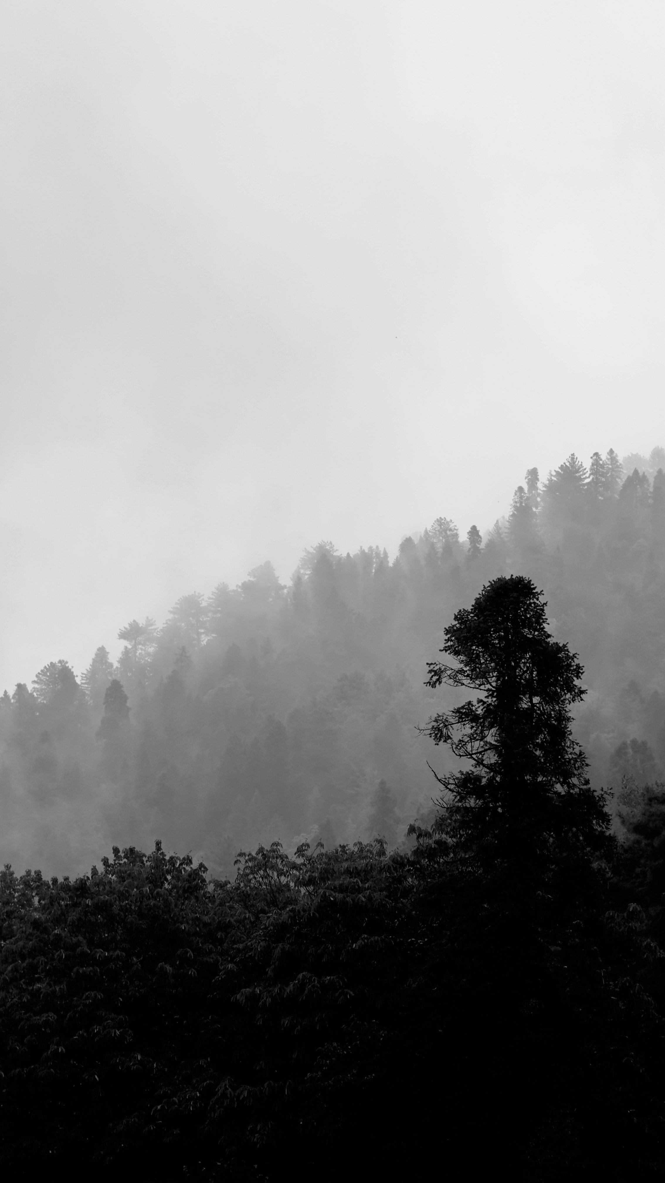 Silhouetted Pine against Misty Cascade