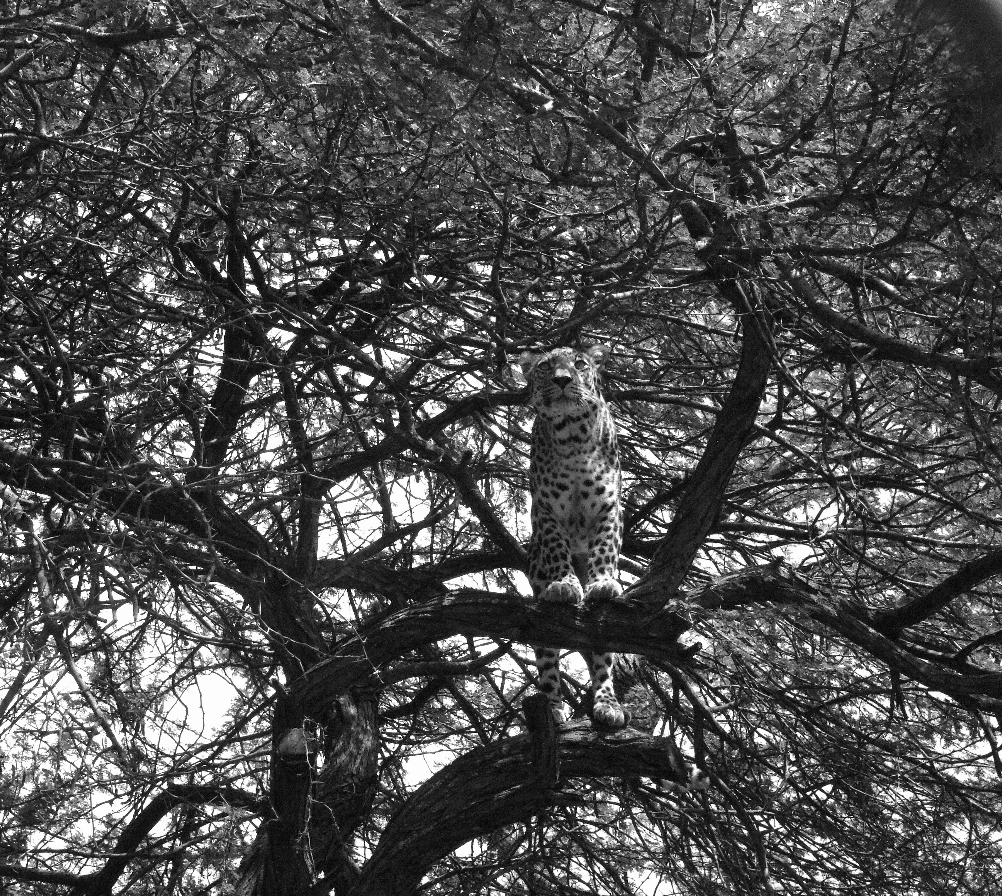 Leopard on a Moonlit Branch: A Snowy Silhouette