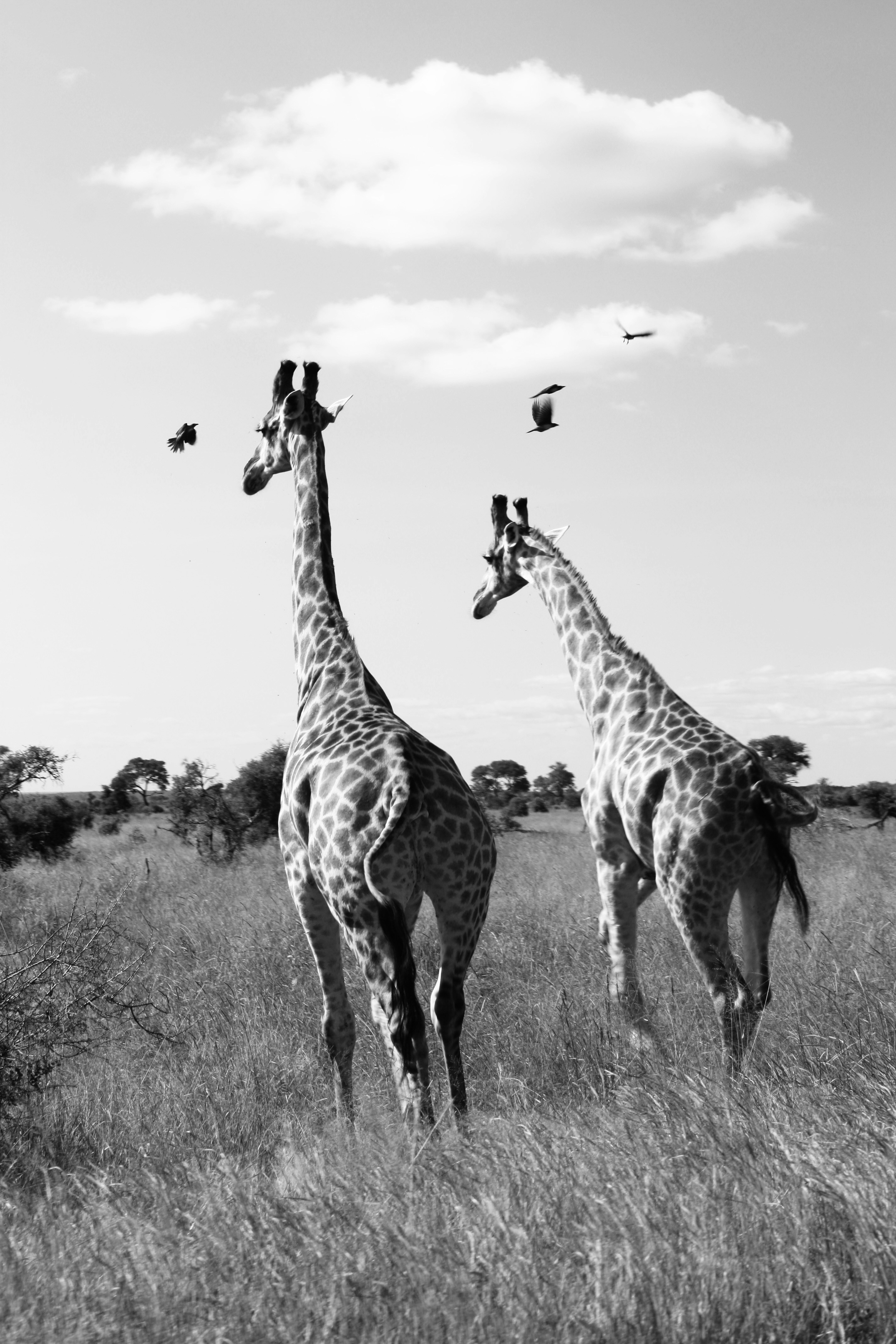 Giraffes on the Serengeti: Quiet Majesty in Monochrome
