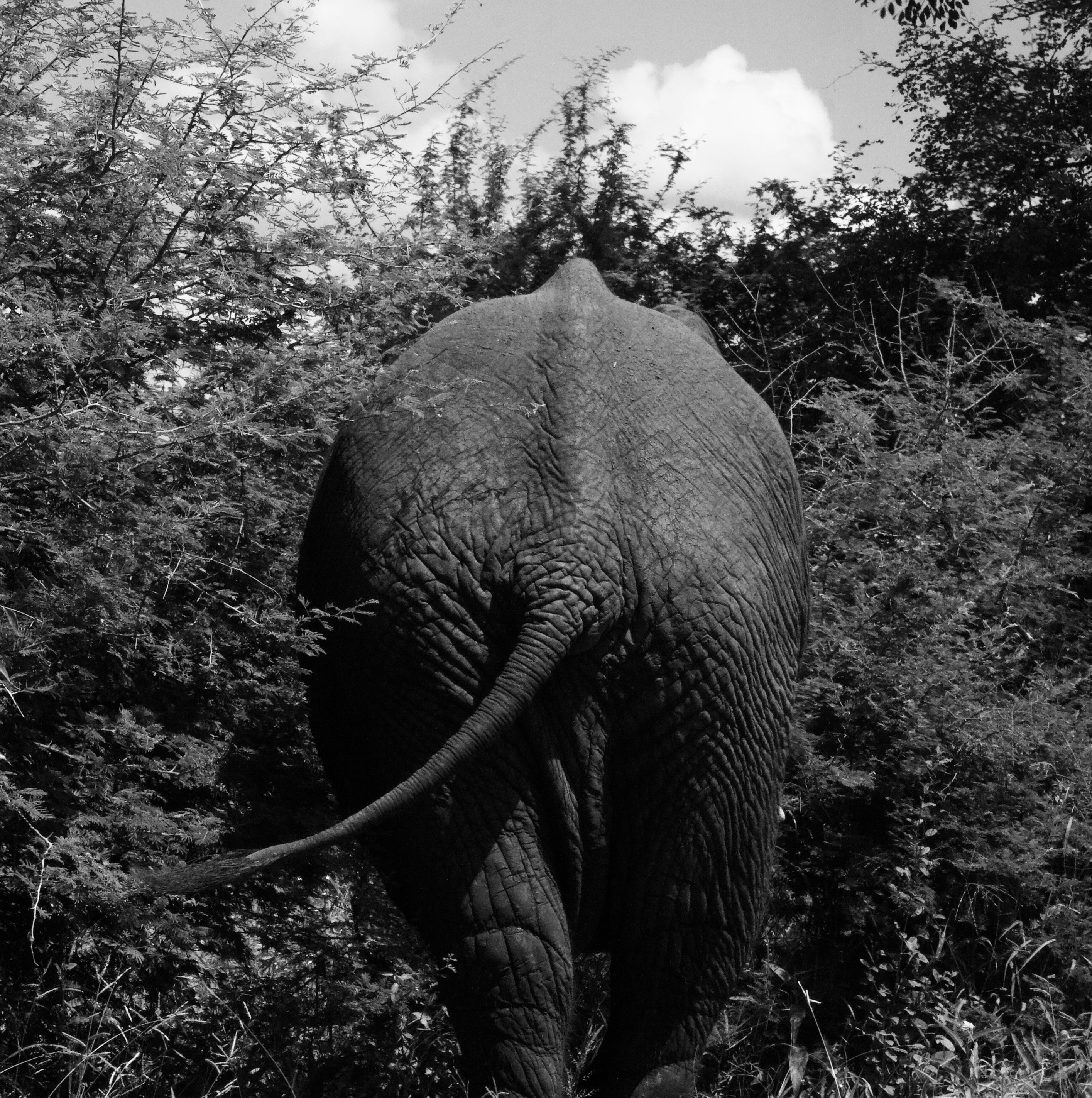 Backlit Giant: An Elephant’s Tail-Wagging Ascent Through Tangled Brush