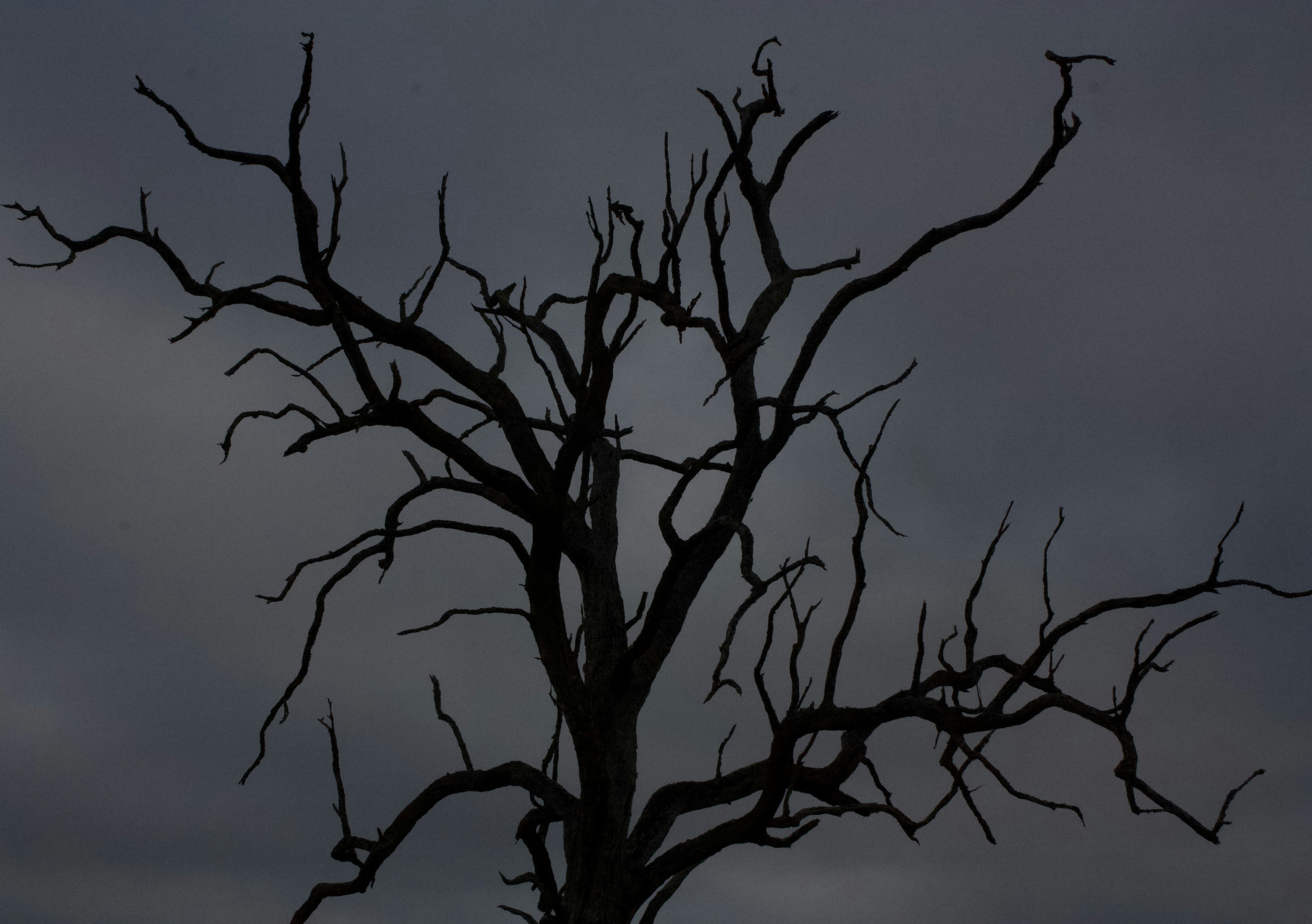 The silhouette of a bare tree against a moody dusk sky