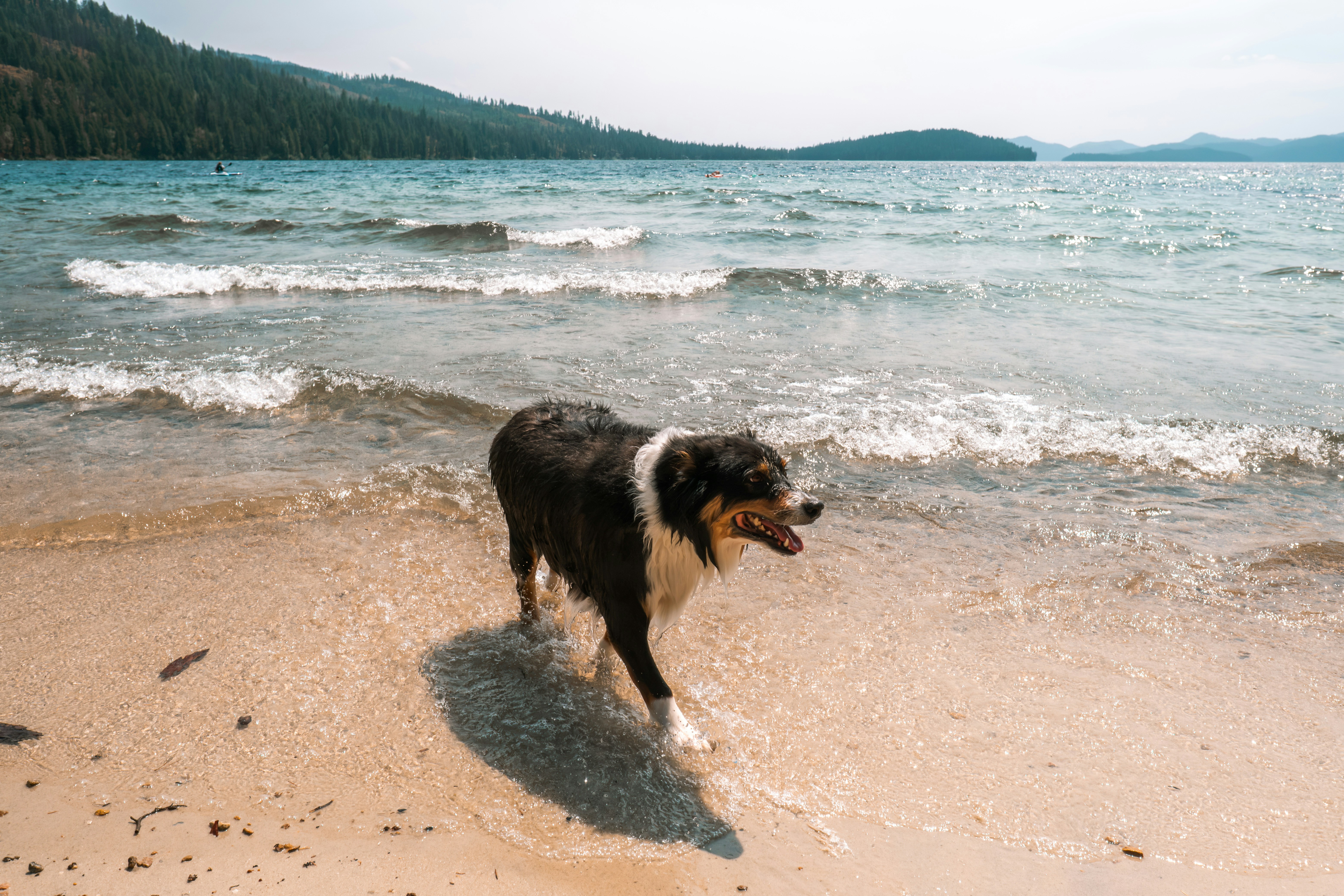 Borderline Splash: A Border Collie on a Sunlit Lake Beach