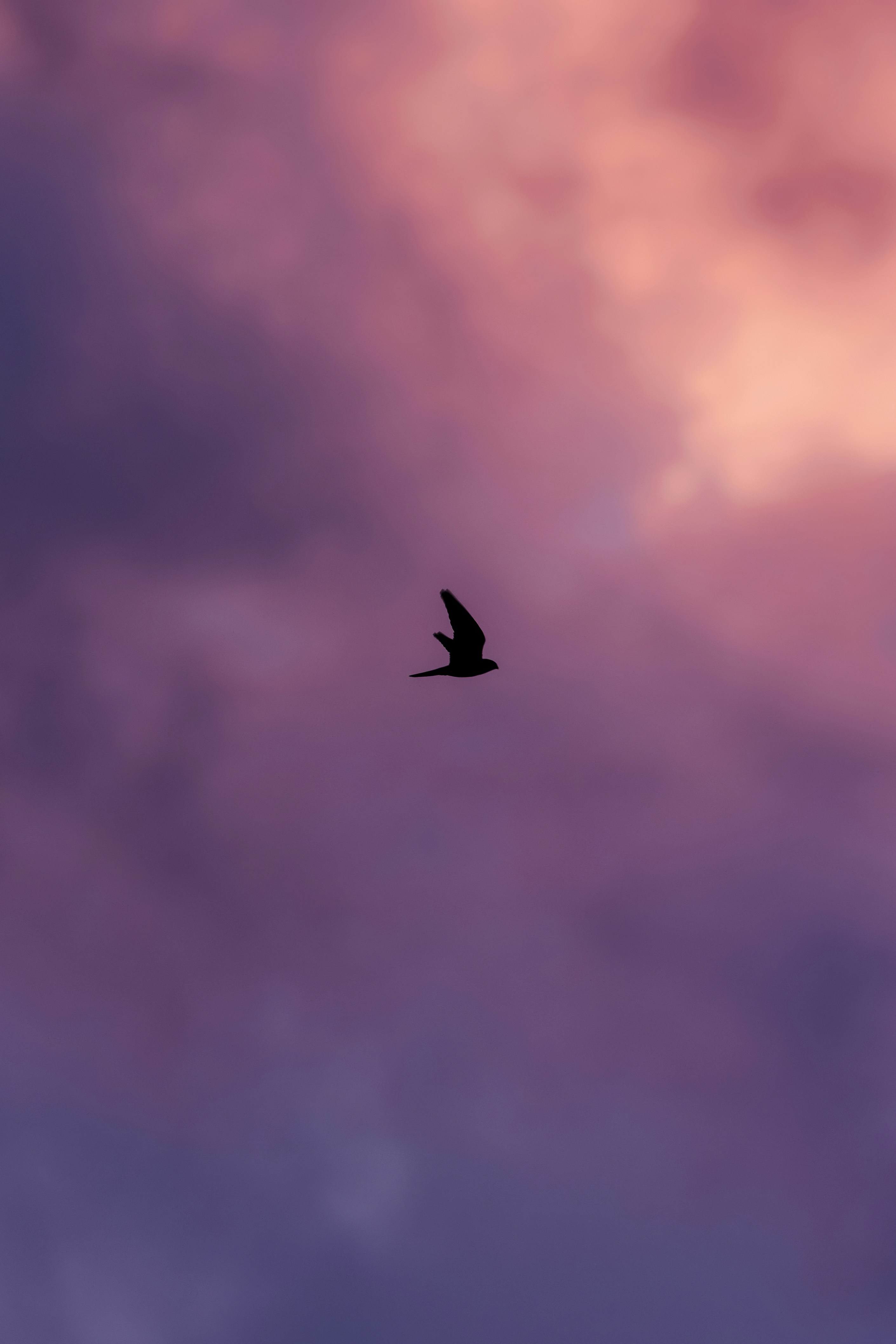 Silhouette in Violet Skies: A Free Flight at Dusk