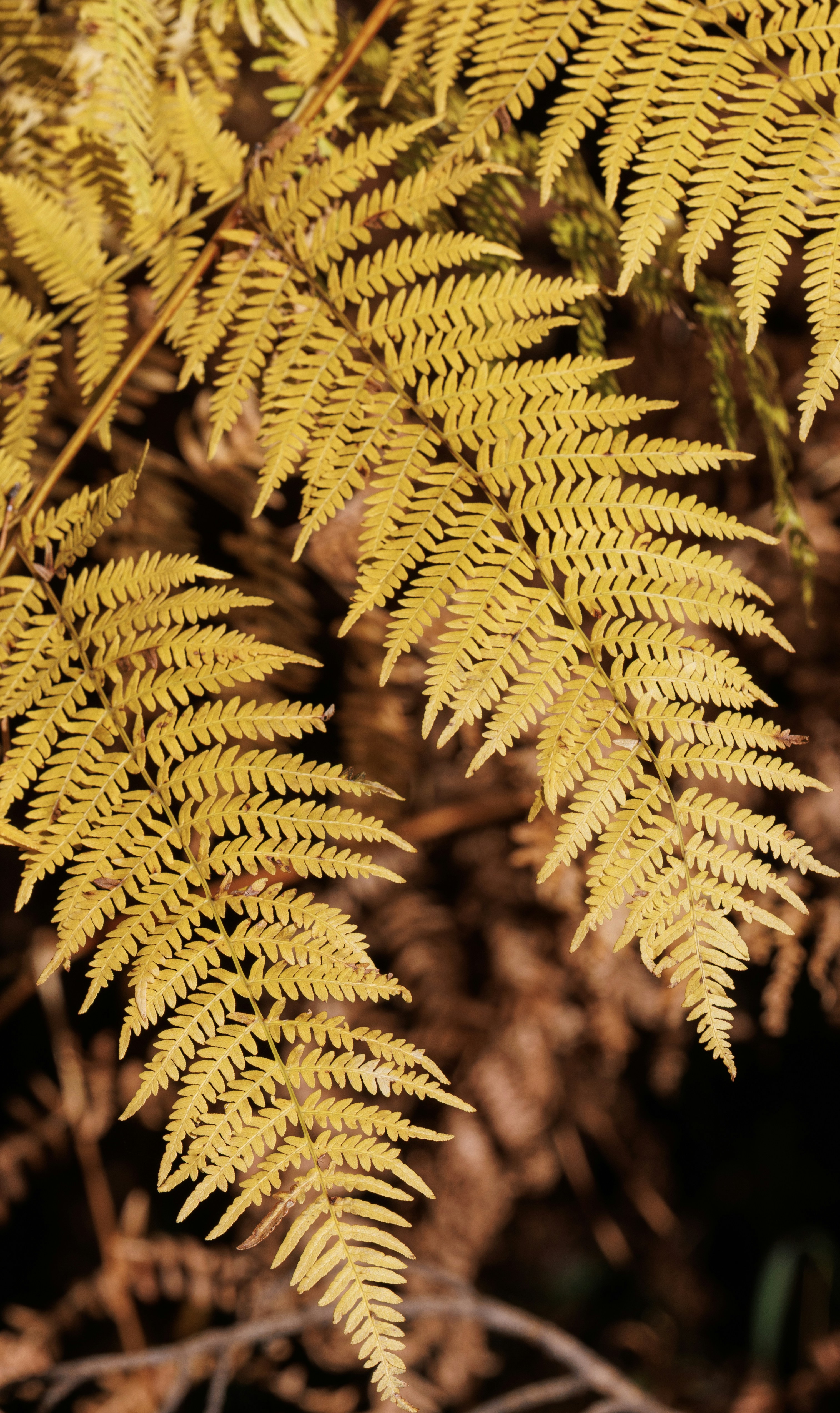 Golden Ferns in Quiet Fall Light
