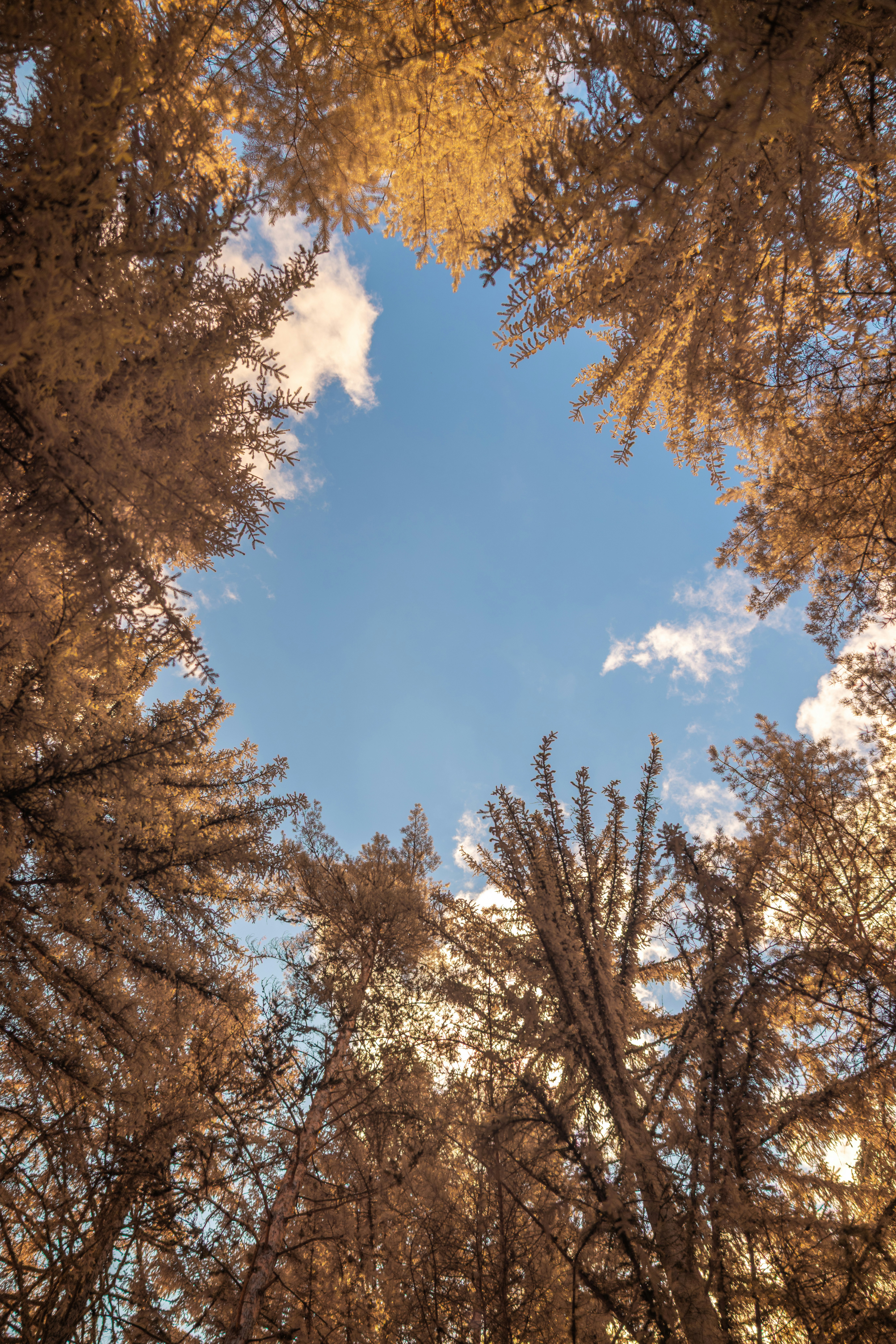Crown of Autumn Pines Reaching Toward a Clear Sky