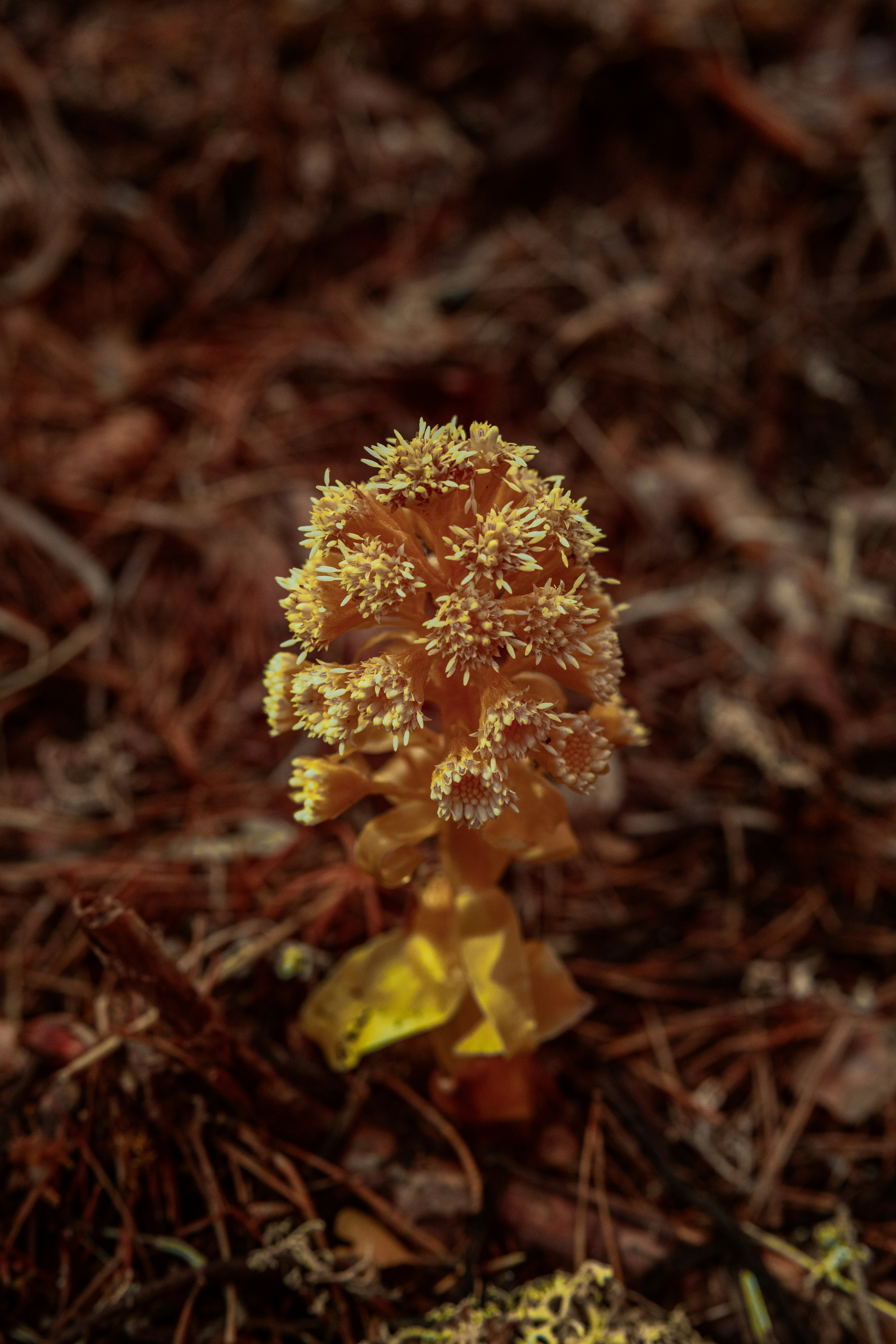 Golden Fireflower Emerging from Forest Floor