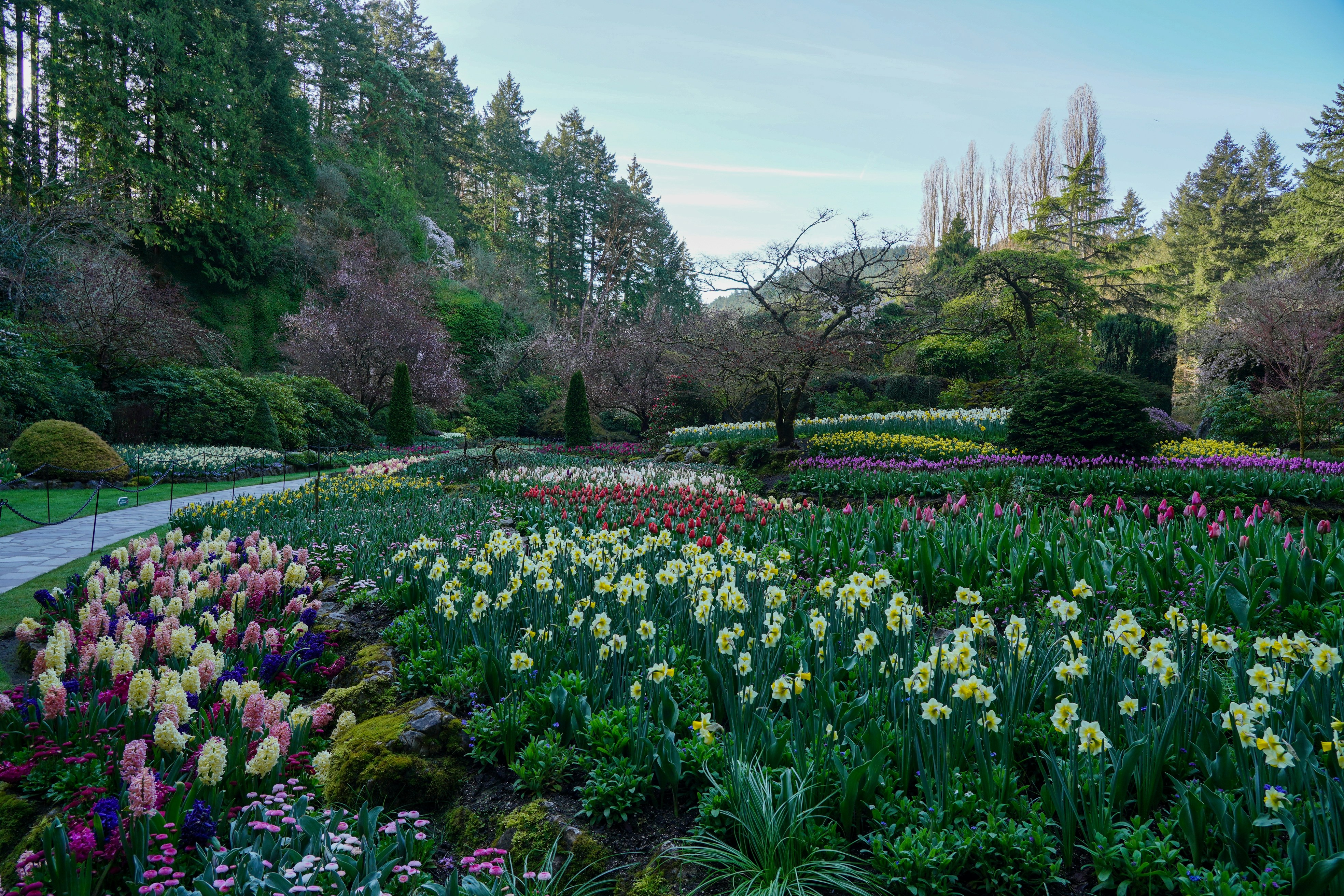 Sunlit Tulip Field in a Serene Garden Landscape