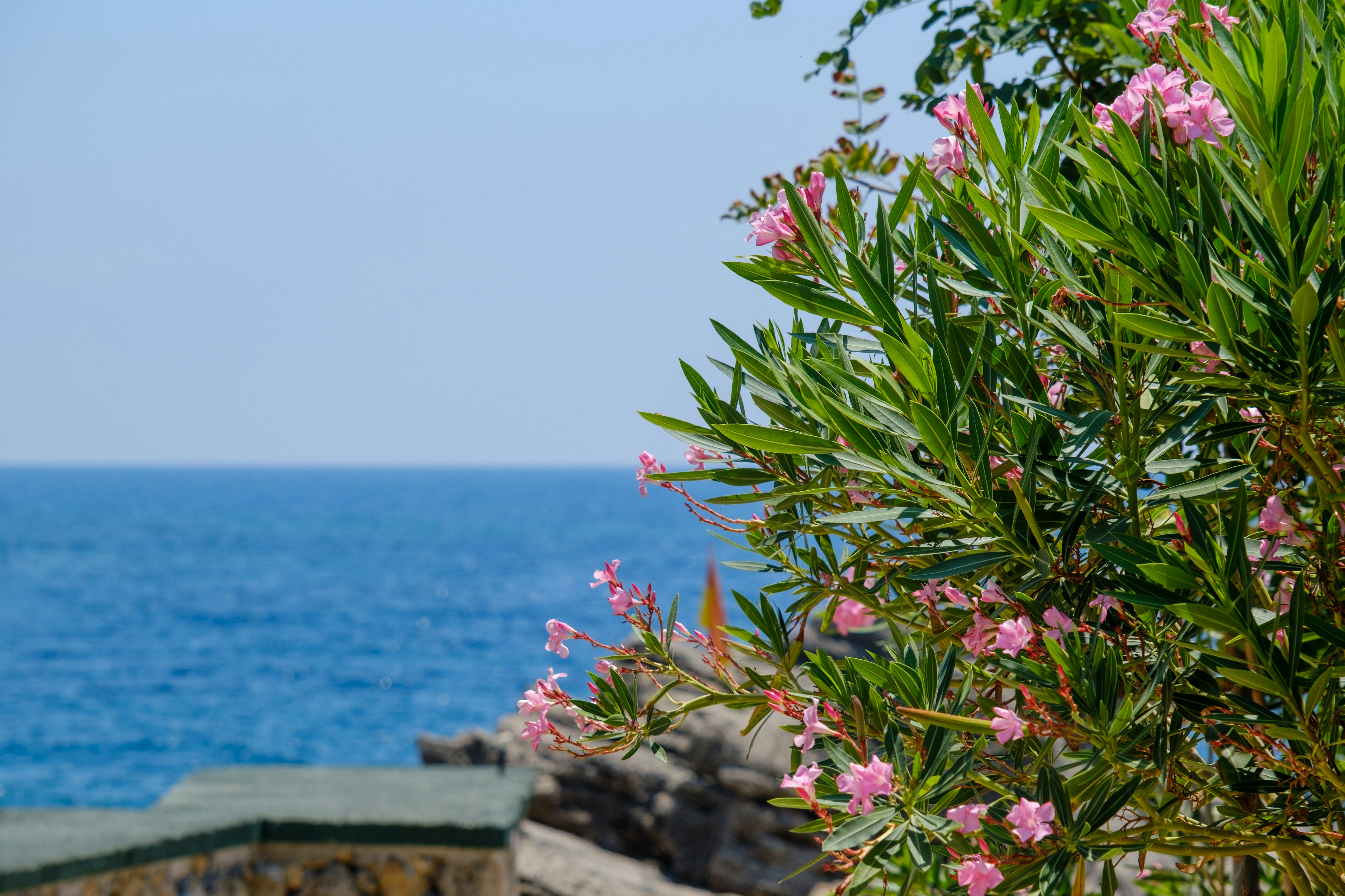 Sea Breeze and Pink Blossoms on the Breakwater