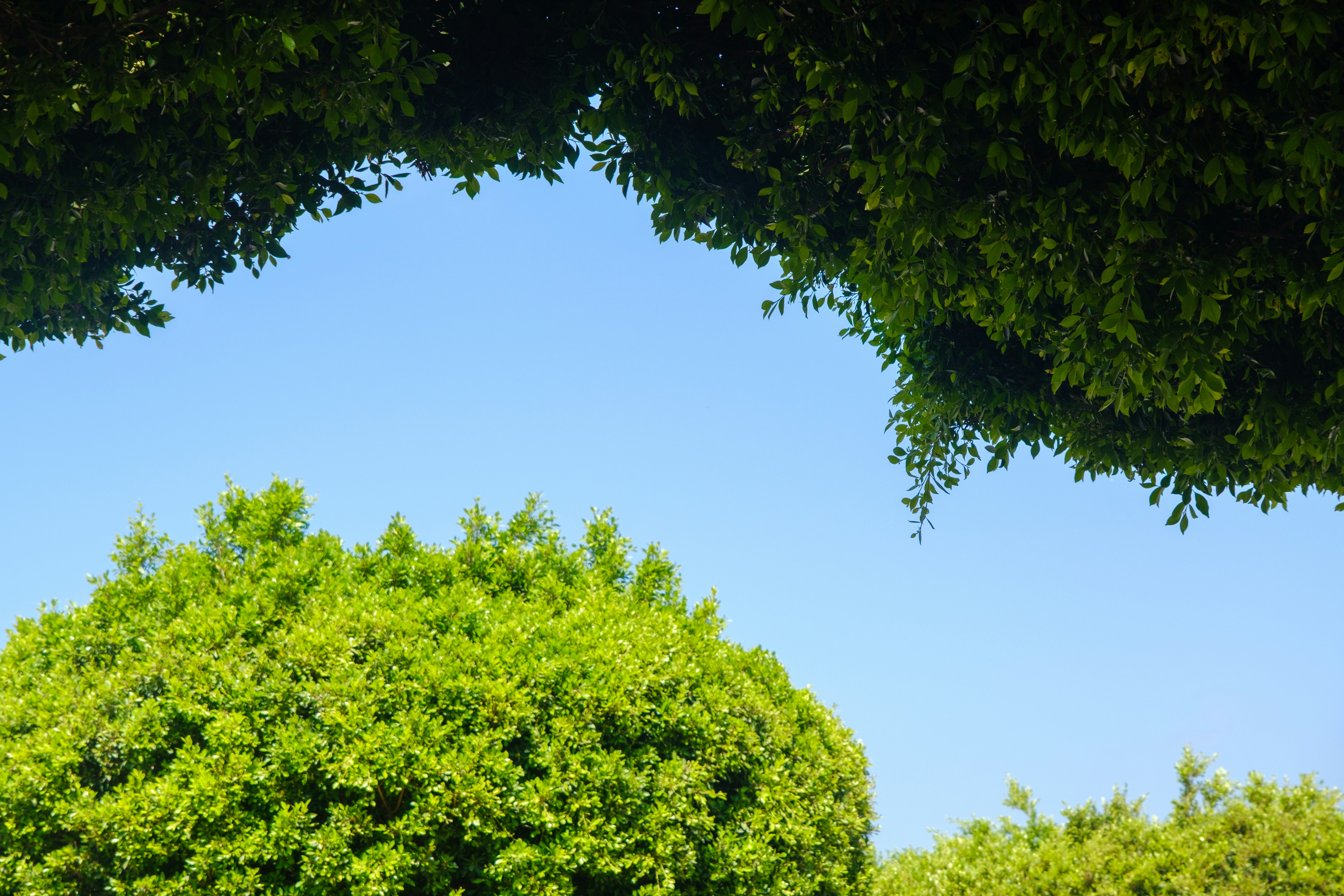Open Sky Above the Canopy: Sunlit Greenery Framed by Shadowed Edges