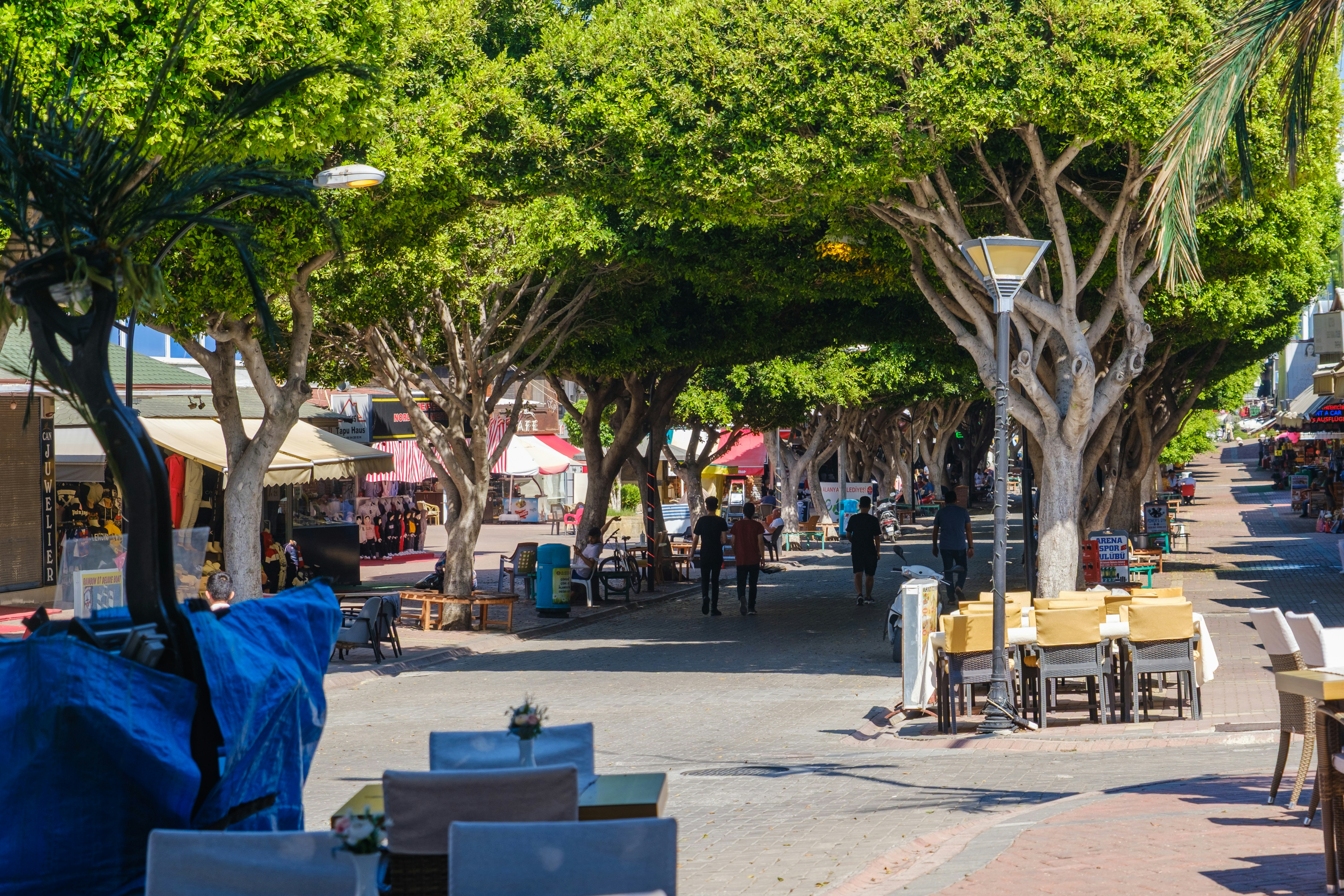 Shade Beneath the Palm-Lined Promenade