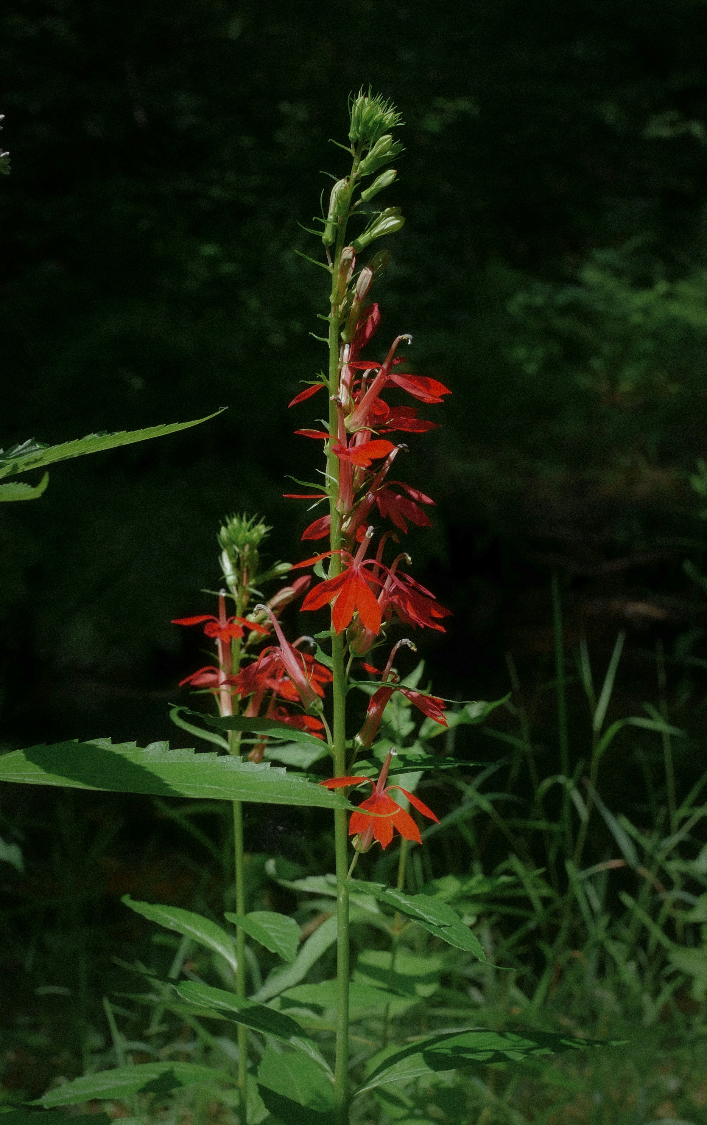 Red Torchflower Reaching Toward a Dappled Forest Light