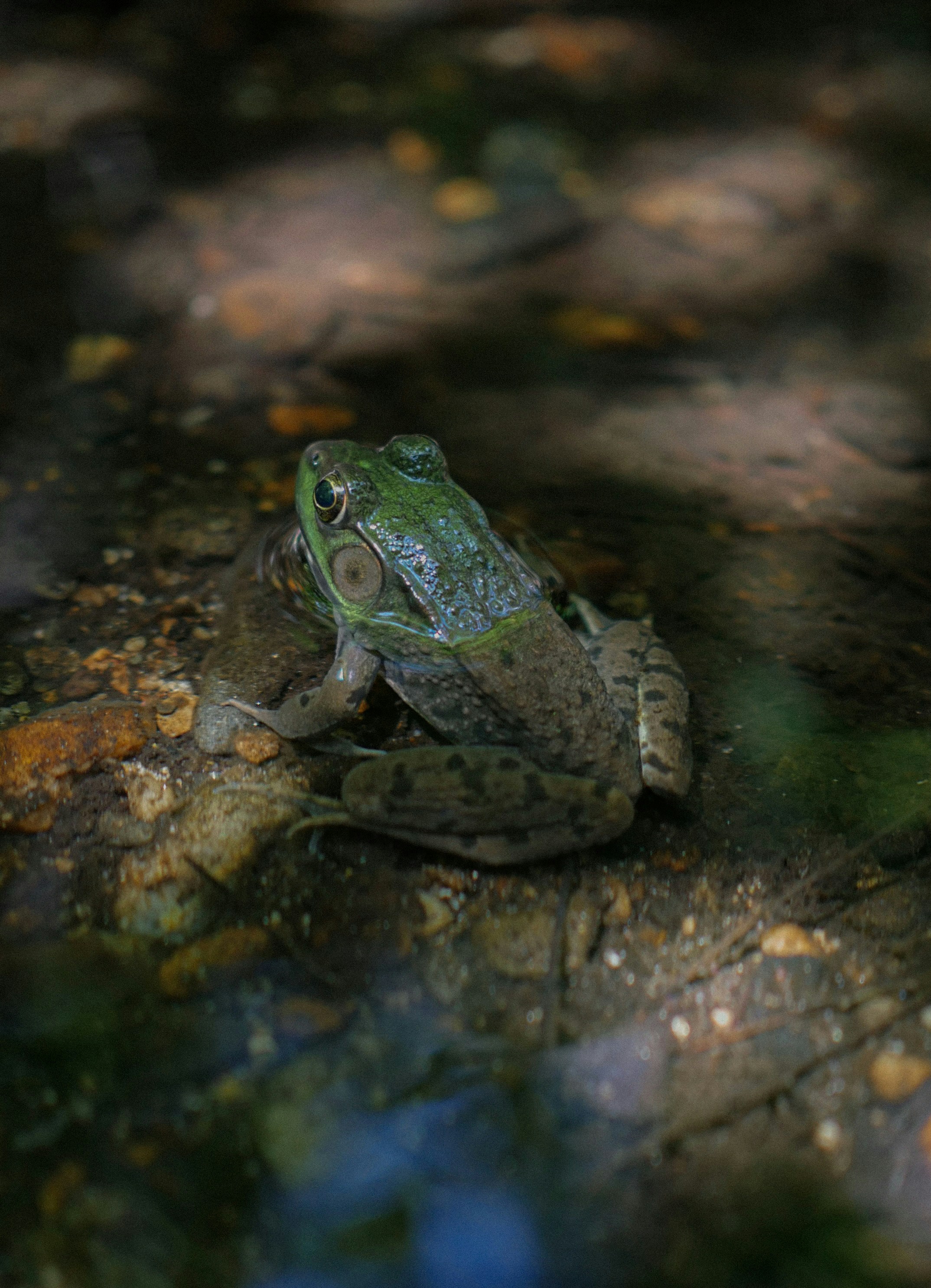 Emerald Amphibian Half-Submerged in Quiet Pool