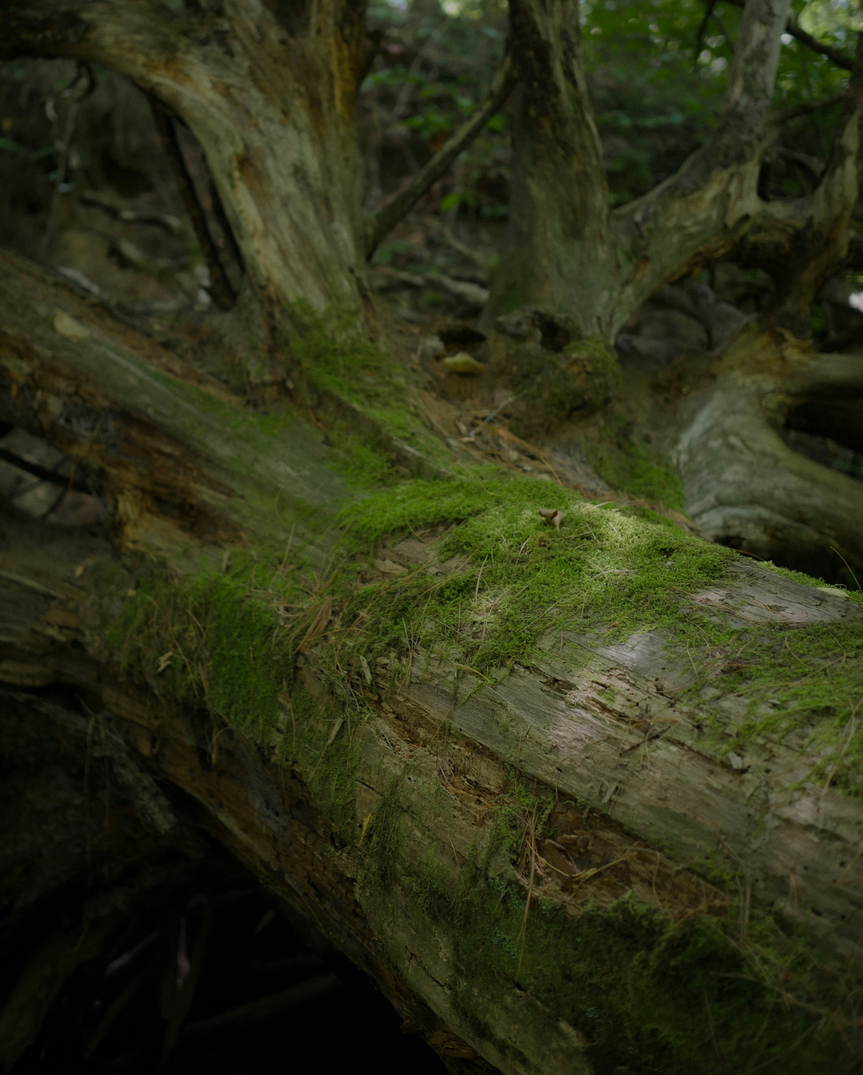 Moss-Cilled Log in Quiet Forest Light