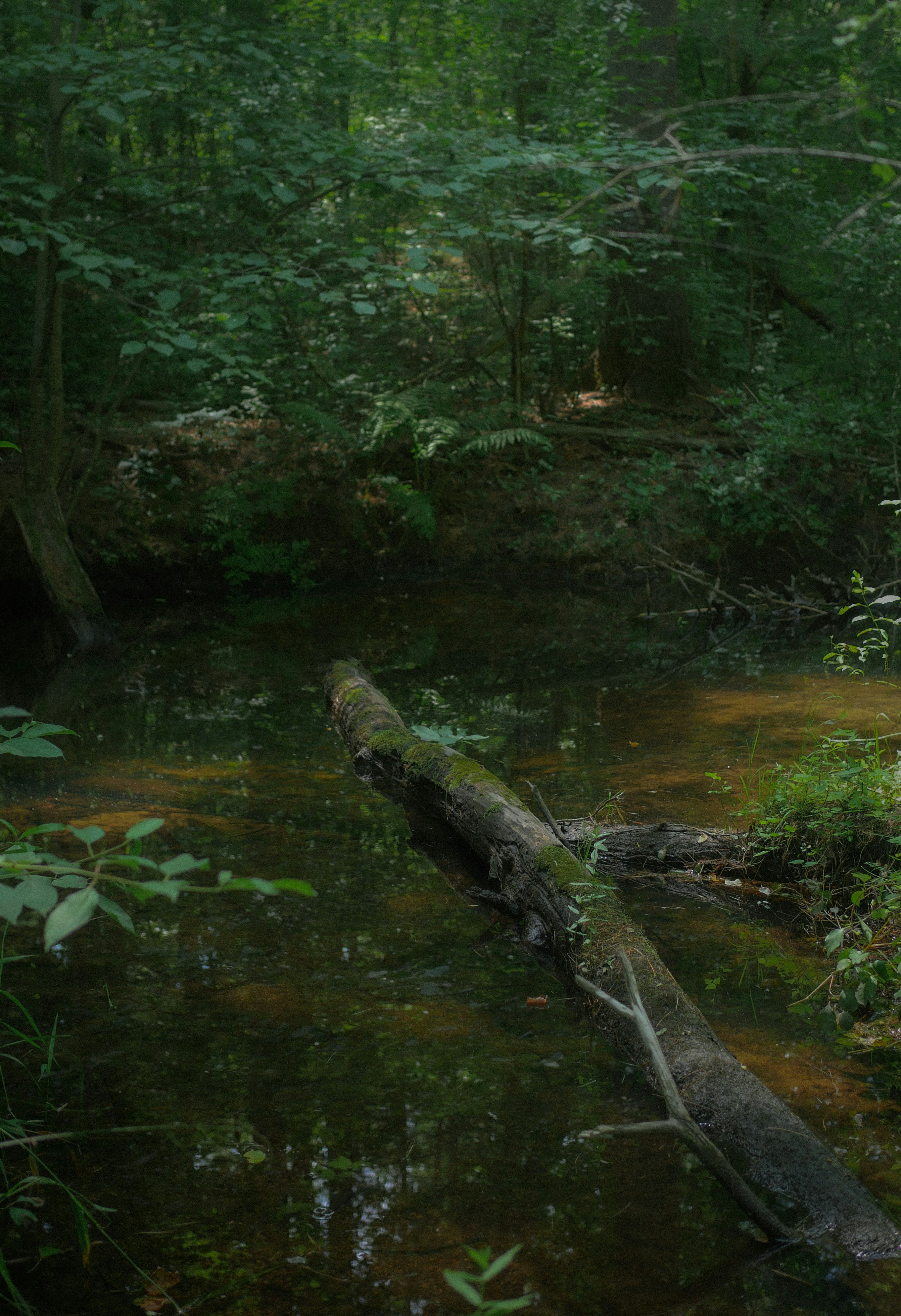 Forest Creek with a Sunken Log Bridge