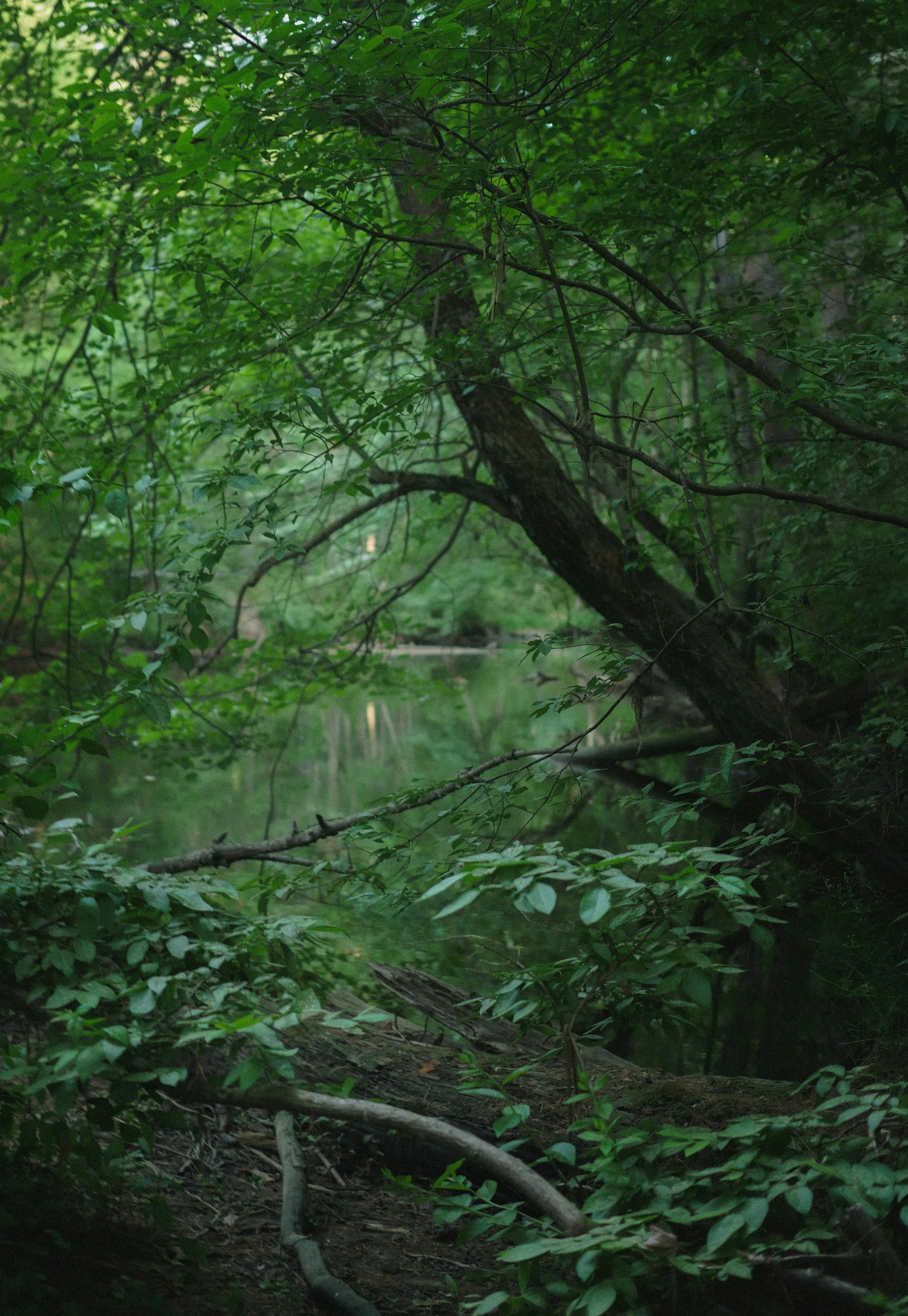Whispering Stream Beneath a Canopy of Green