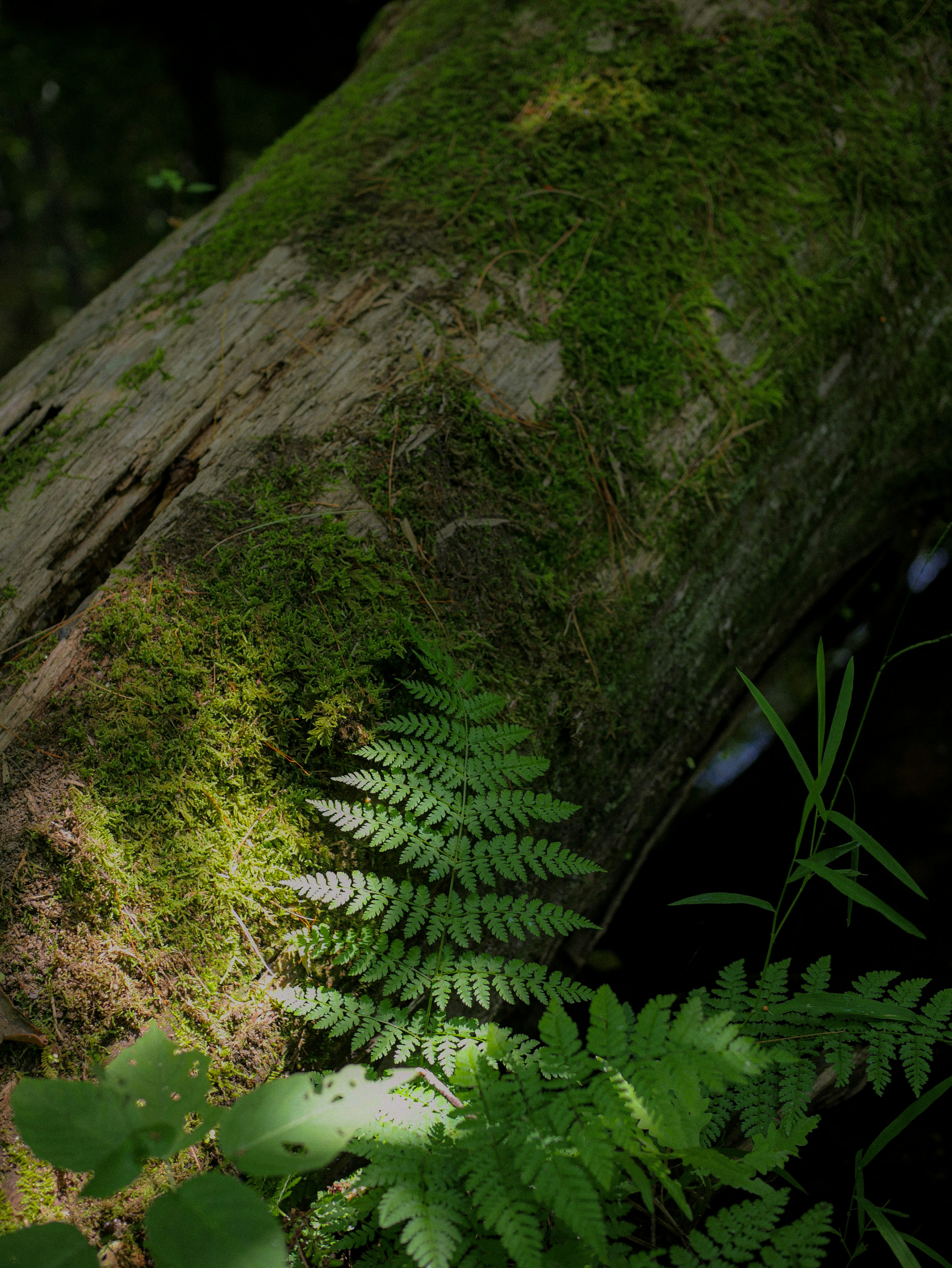 Moss and Ferns Clinging to a Sunlit Log