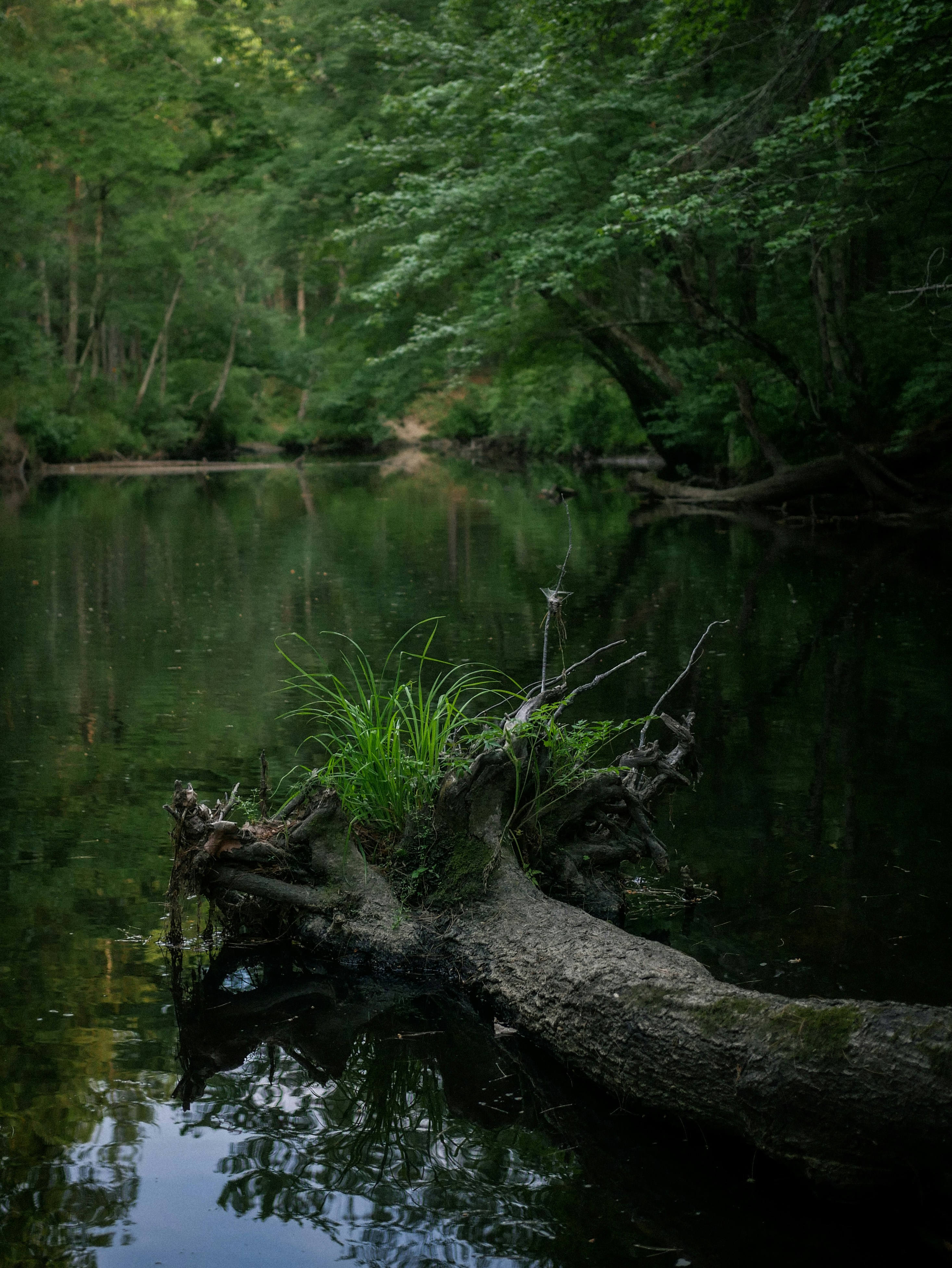 Rooted in Quiet Waters: A Fallen Log Reclaims the Riverbank