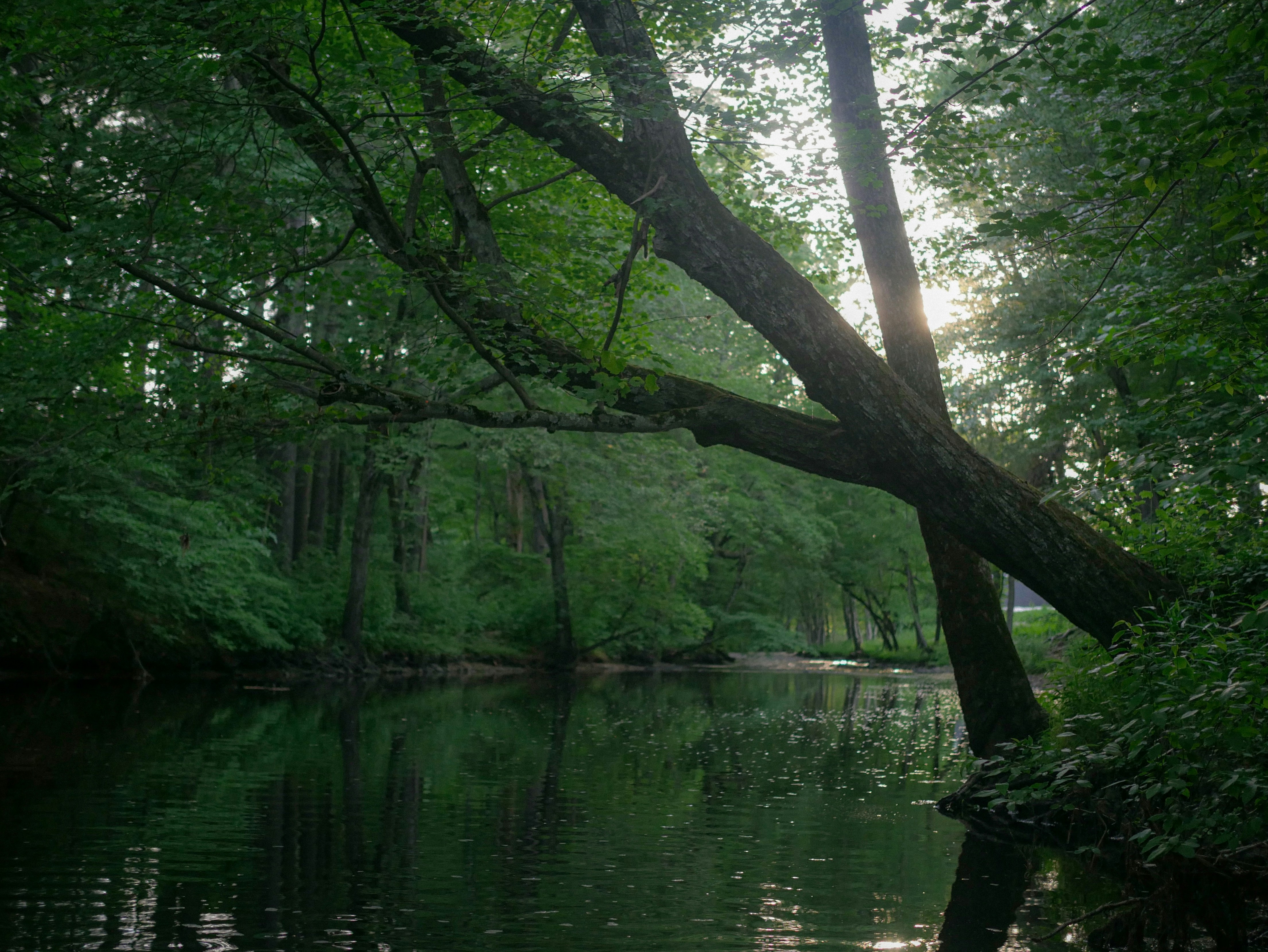 Moored in Dappled Quiet: A Leaning Tree Over a Calm Forest River