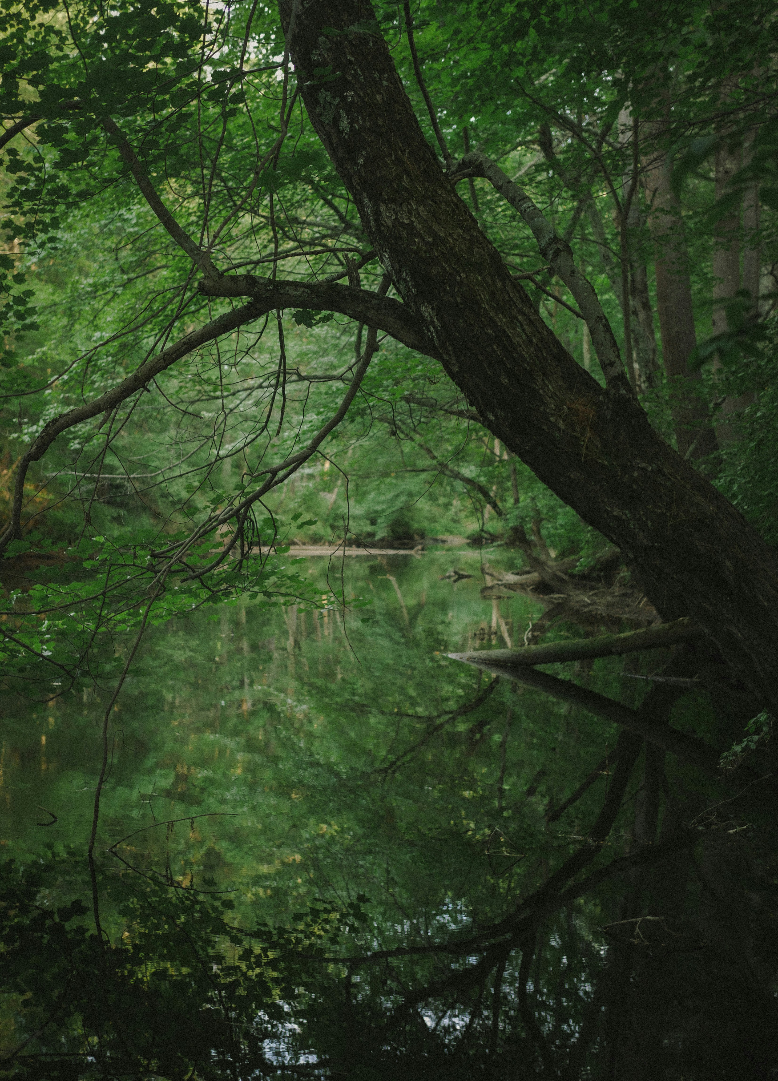 Mirror of the Green Canopy on Still Water