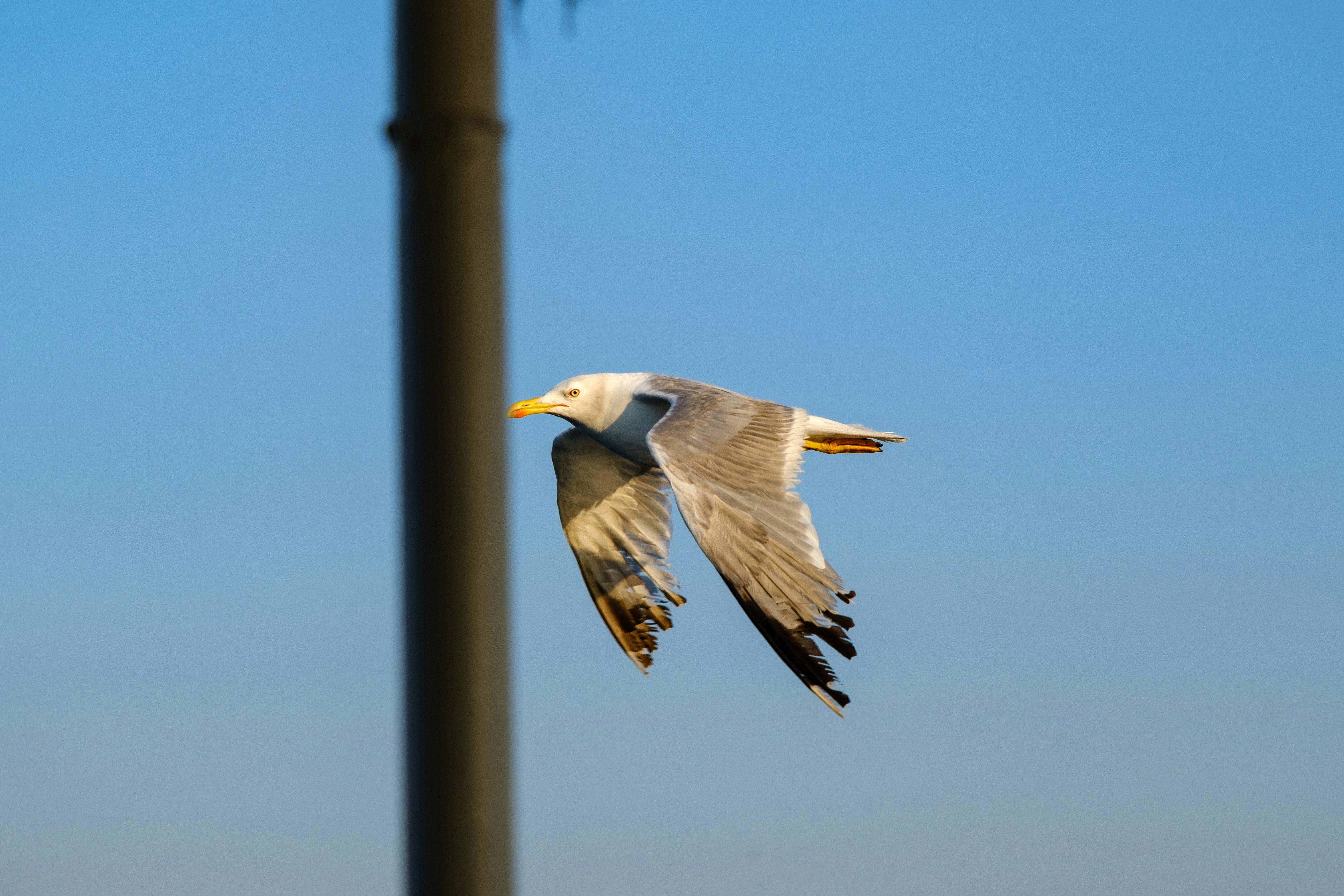 Winged Glimpse: Seagull in Focus Against a Blue Sky