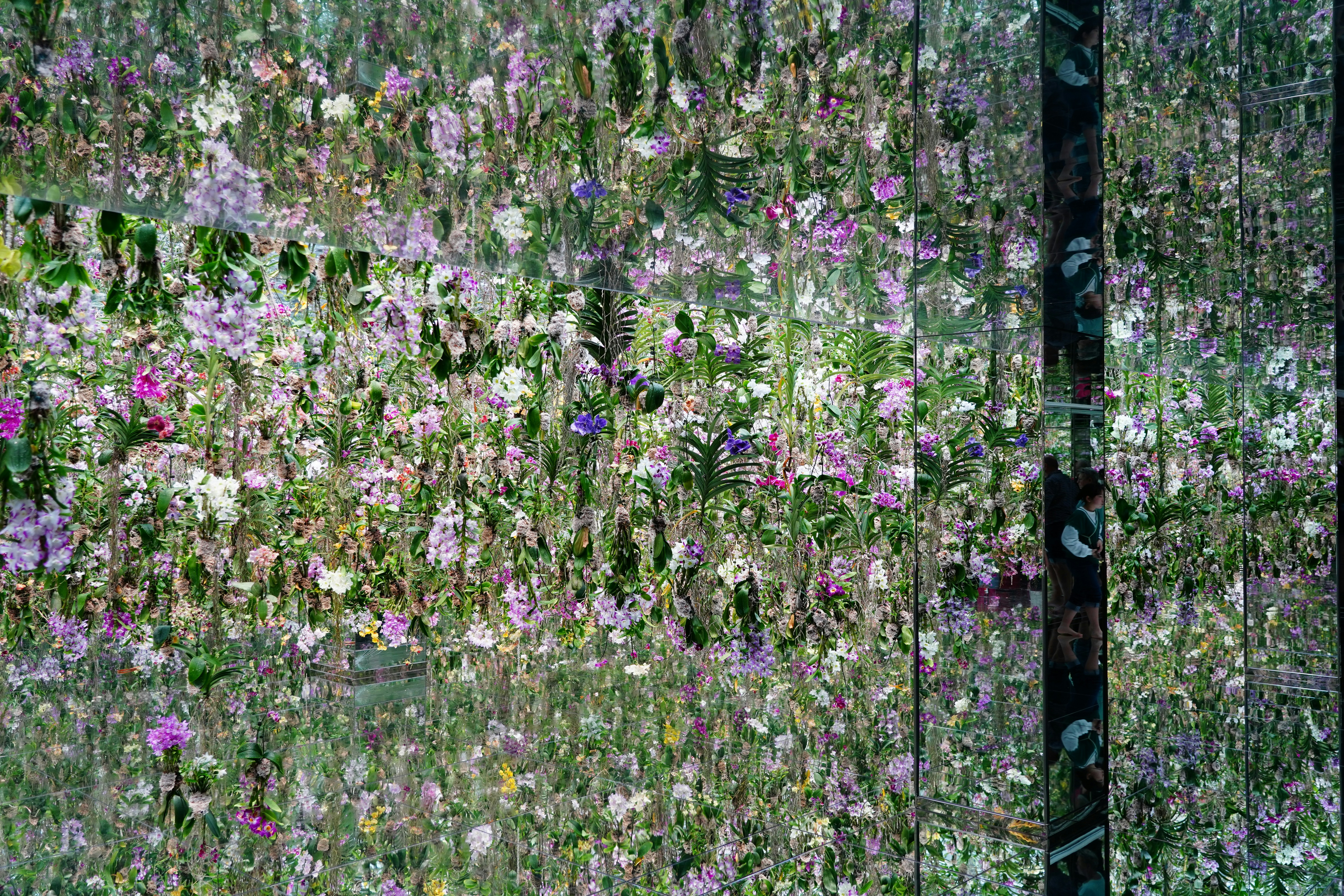 Floating flower garden reflected infinitely at teamLab Planets. Real orchids suspended at different heights in a mirrored room at teamLab Planets, part of the "Floating Flower Garden" installation in Toyosu. The mirrors on every surface multiply the flowers into an unbroken field with no visible edges, and visitors reflected in the panels on the right are the only clue to the room's actual scale.