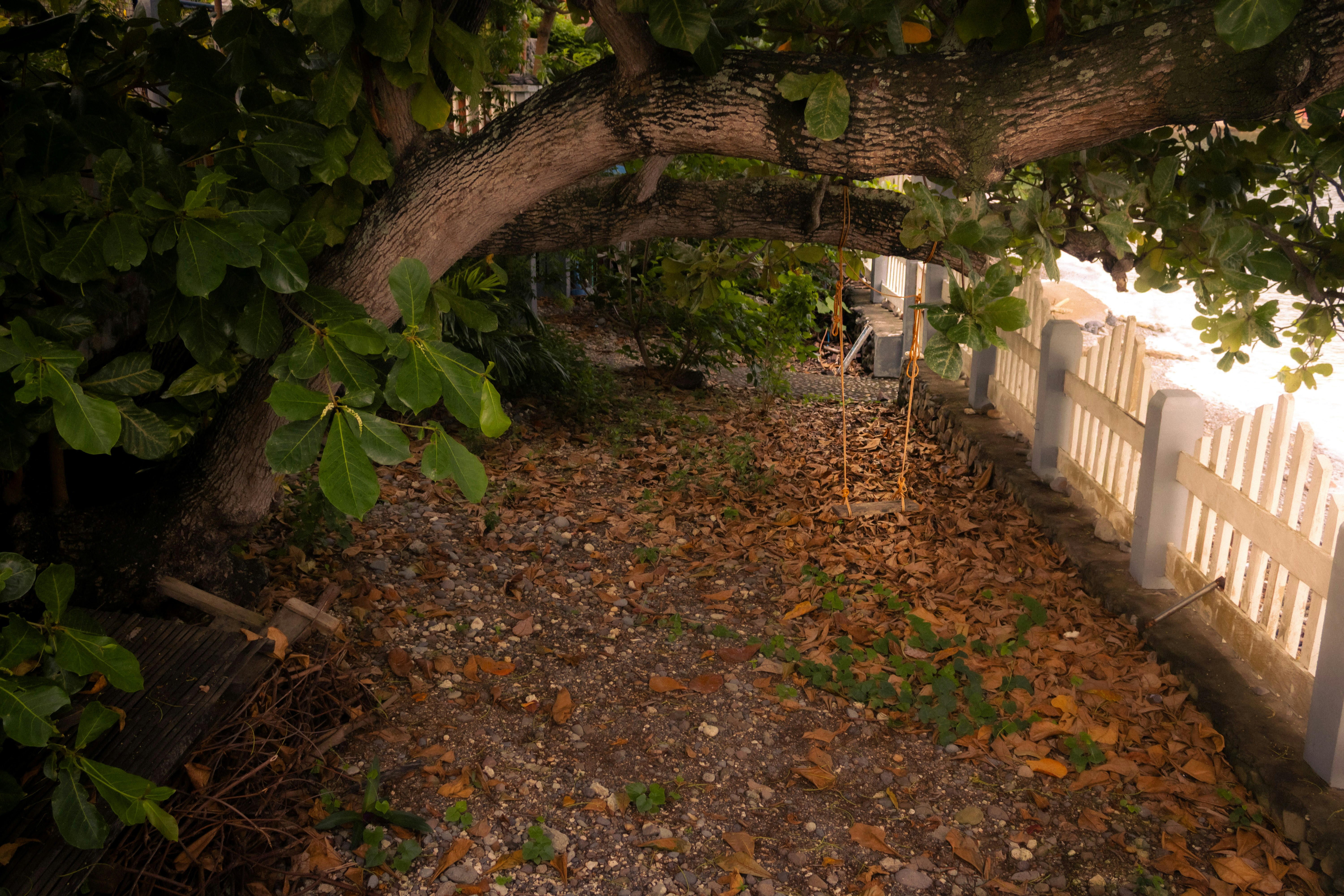 Sunlit Arch of Leaves: A Narrow Path Under a Framing Branch