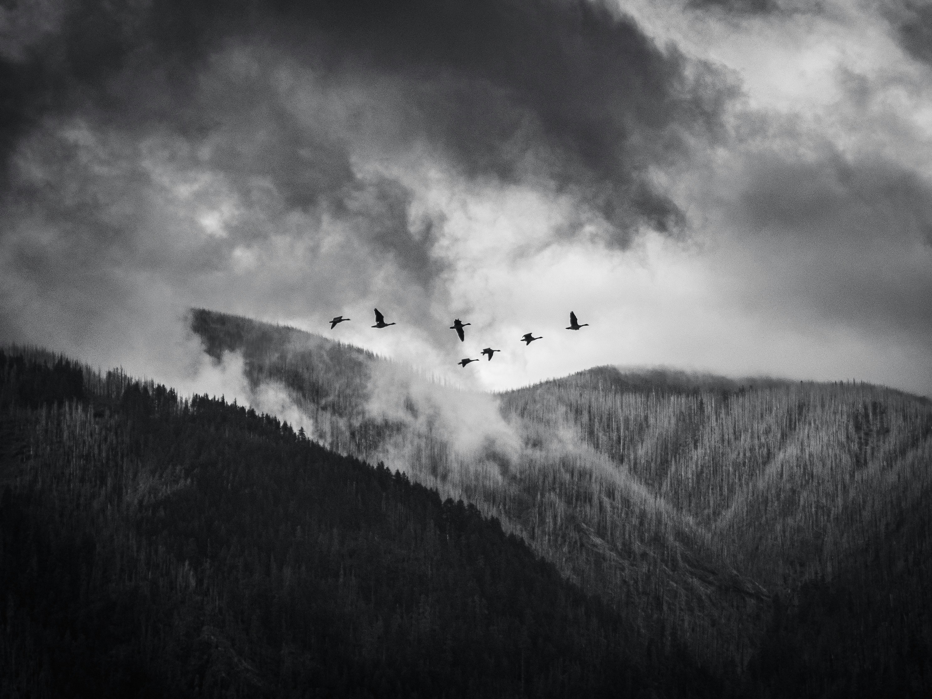 A flock of birds flies in a V-formation over misty forested hills, captured in moody black and white to emphasize texture and atmosphere. The scene appears as a natural landscape photograph with distant ridges and dramatic clouds.