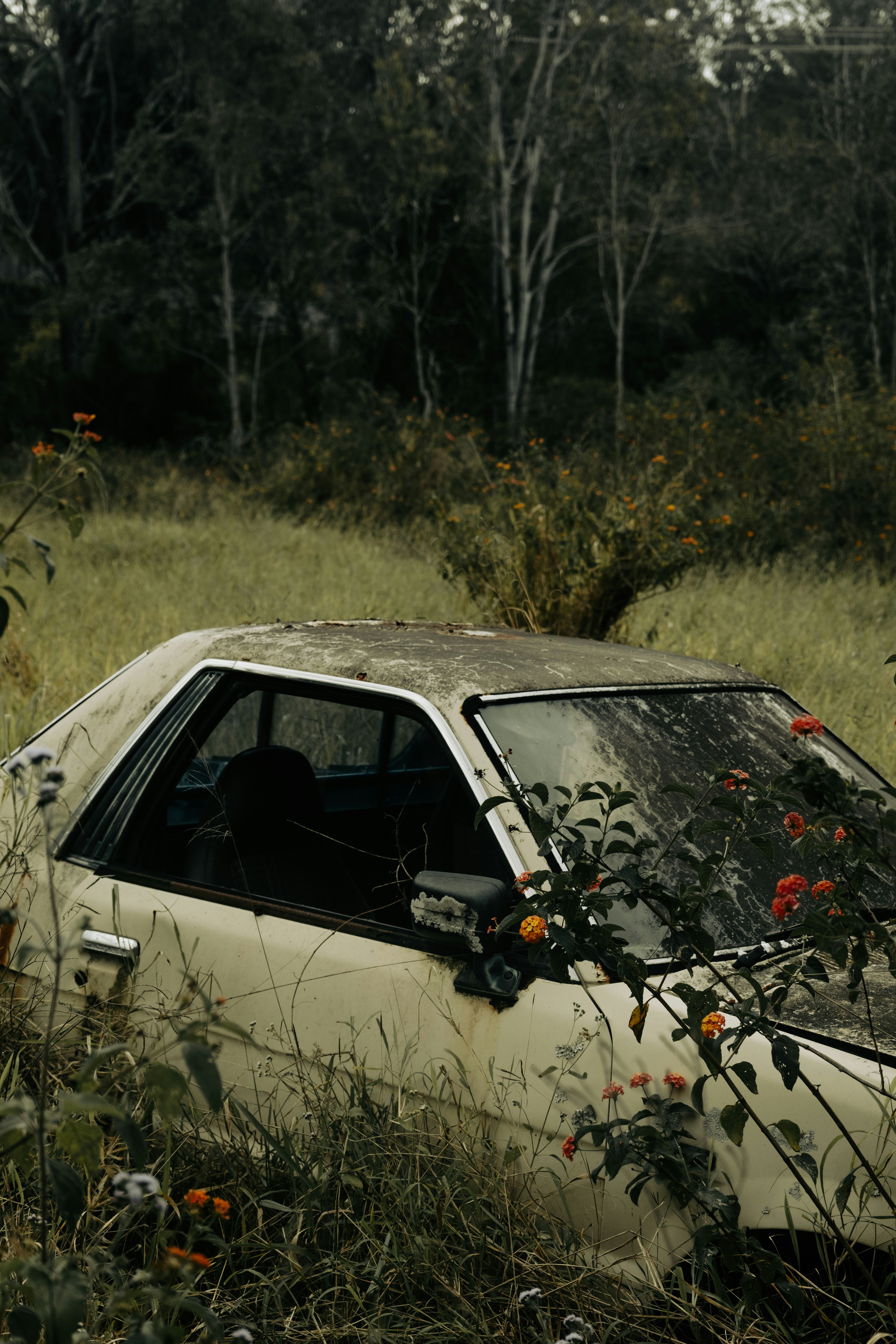 Abandoned Car in Wildflower Meadow