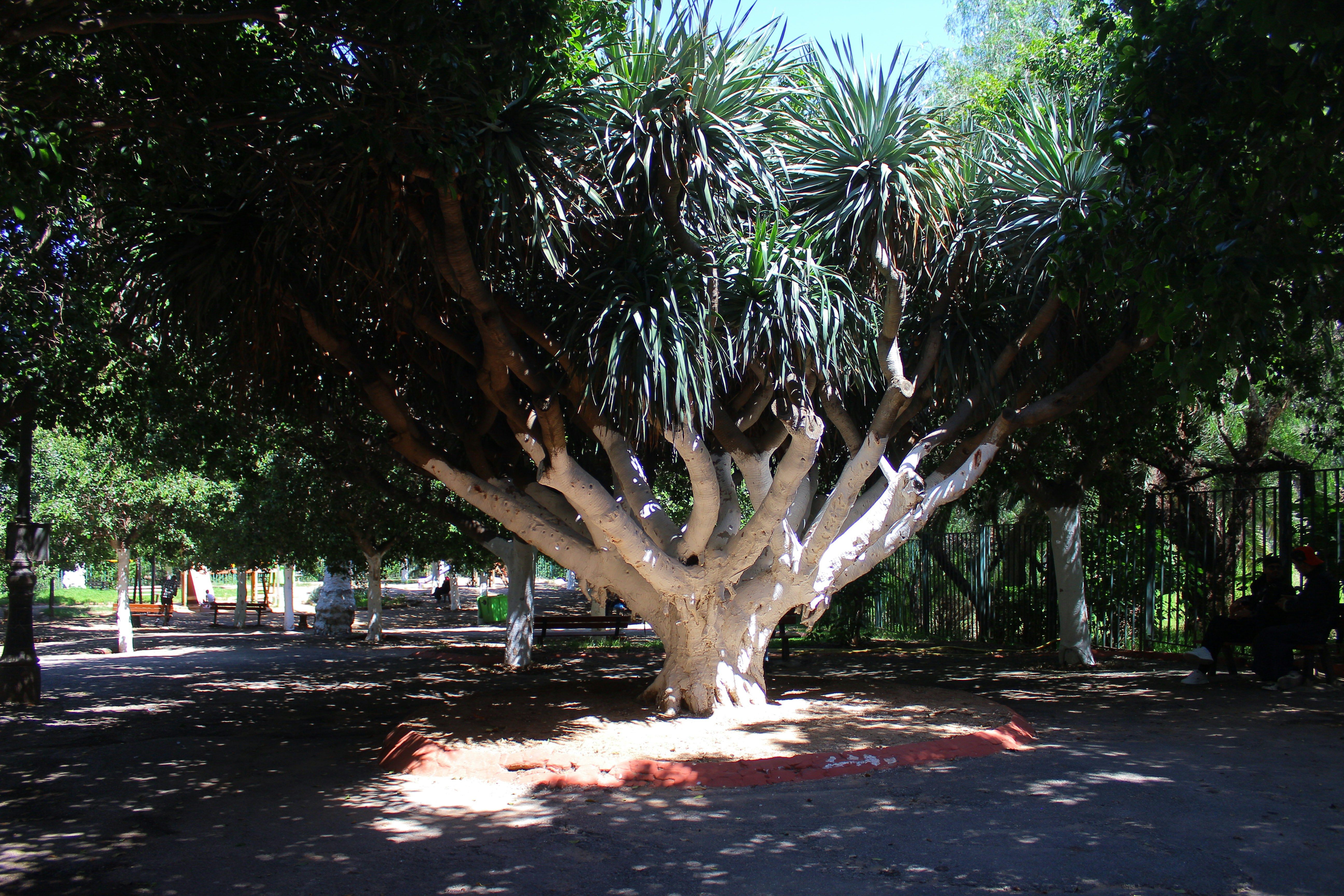 The Spreading Canopy: A Majestic Tree with Sunlit Base