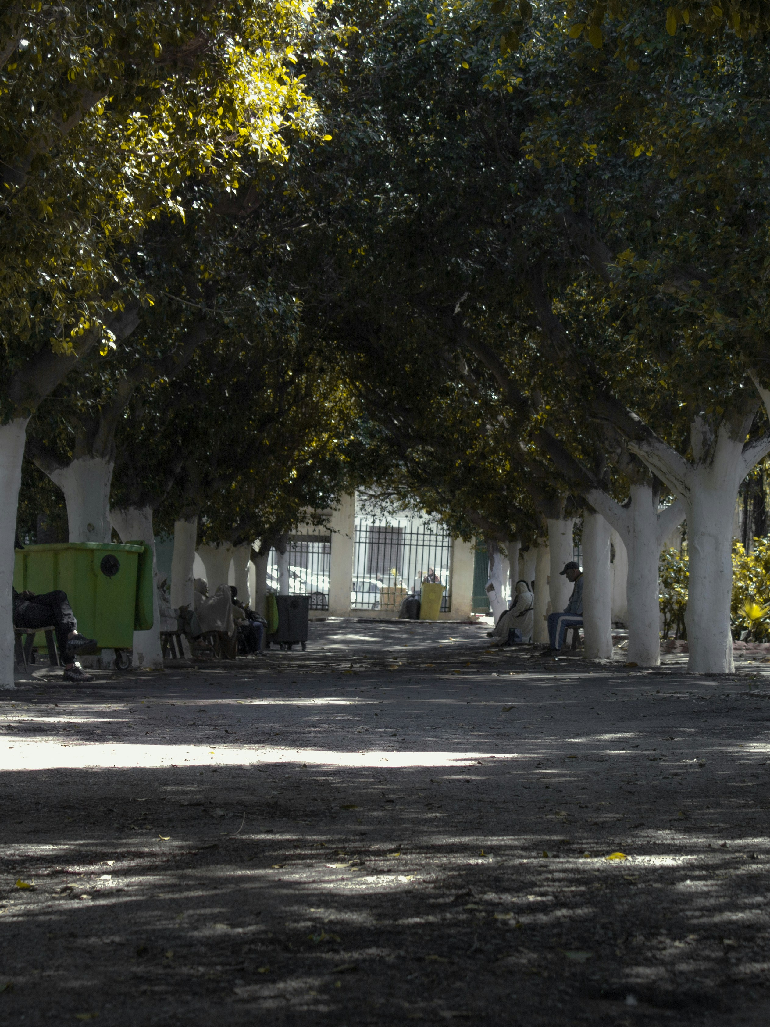 Tree-arched Avenue of Quiet Shade