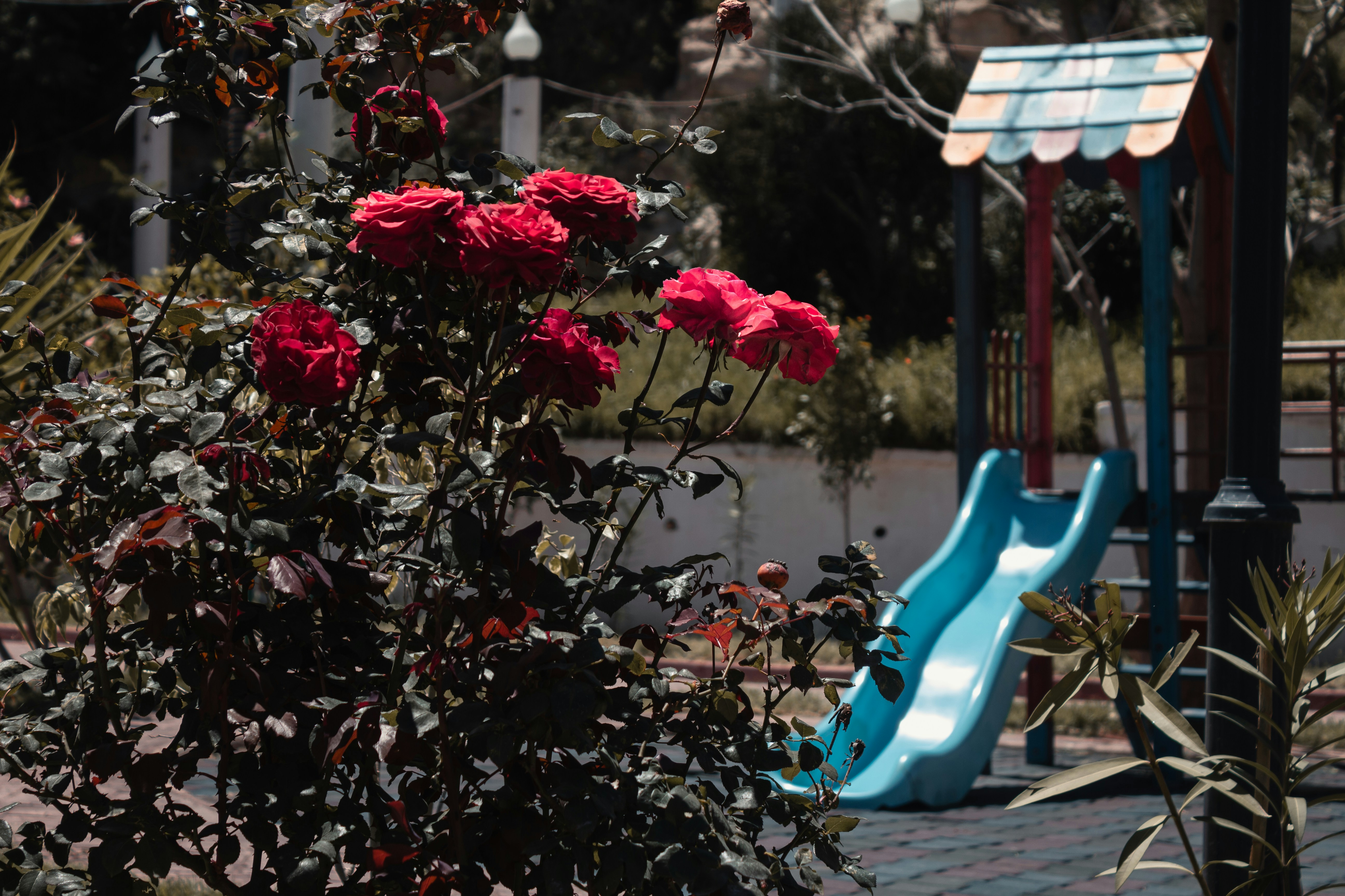 Red Roses and a Quiet Playground Frame