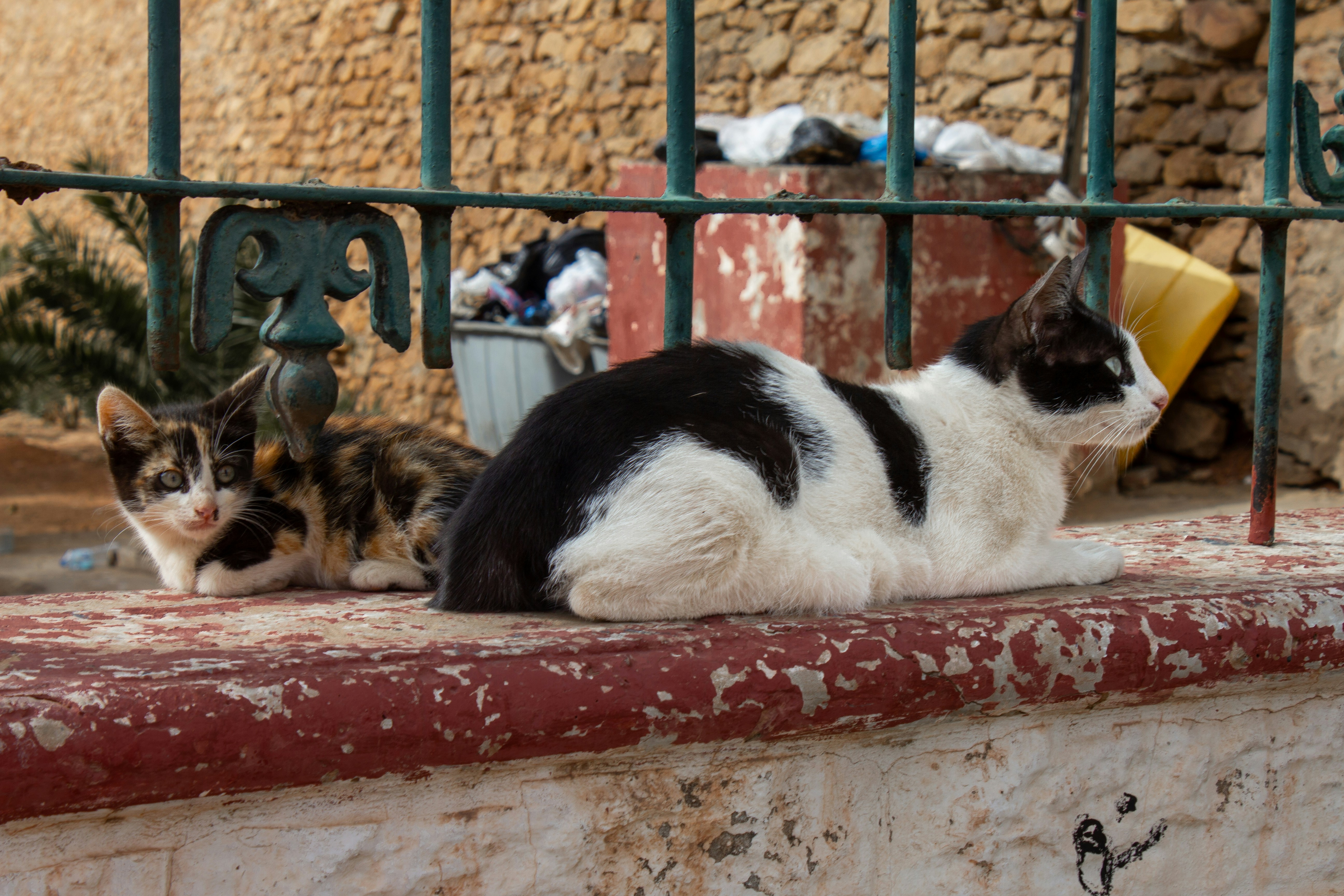 Two Cats in Shade on a Weathered Plinth