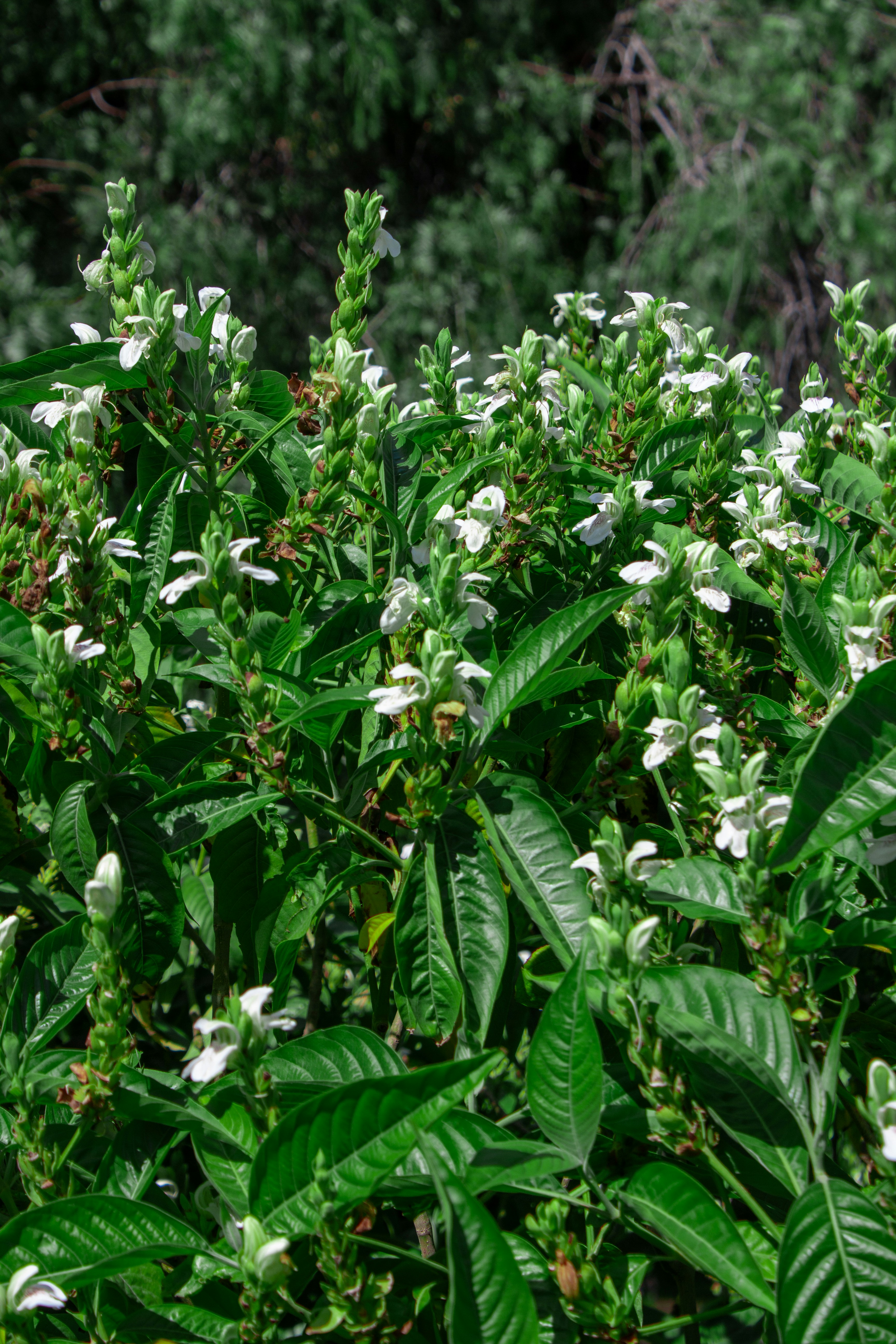 Green Peaks in Bloom: White-Flowered Shrubs Reaching for Sunlight