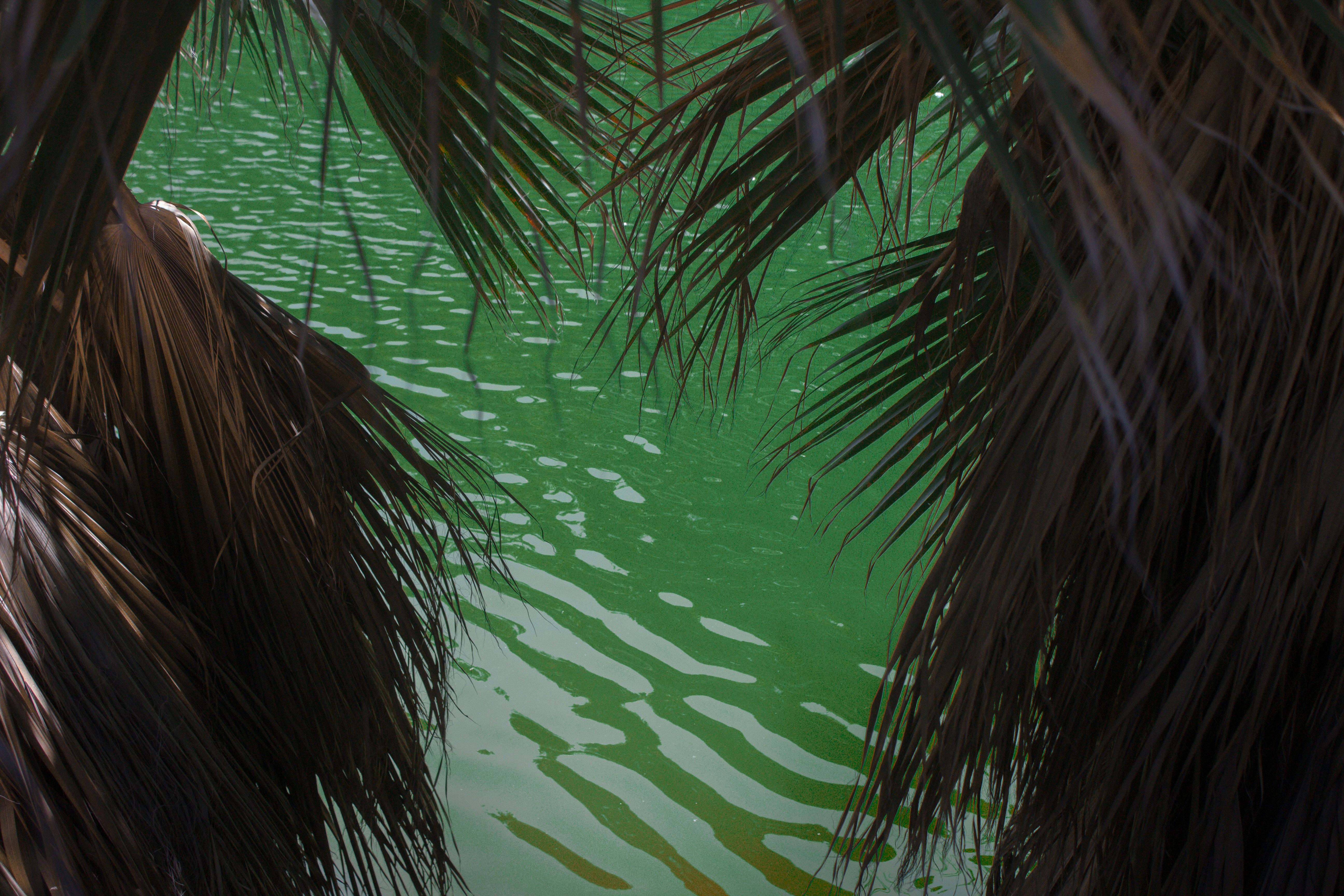 Emerald Tides Through Fronds: A Lagoon Between Palms