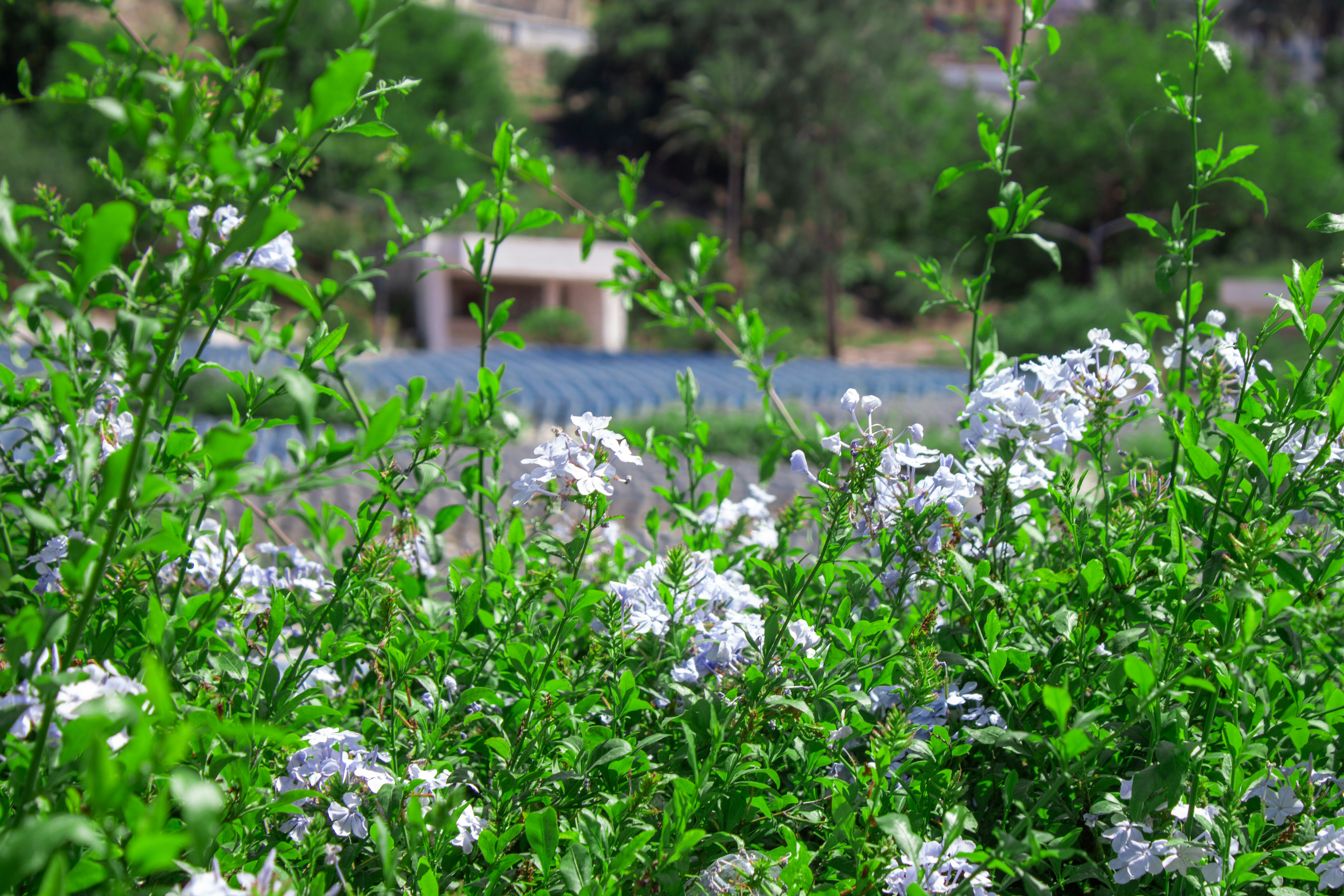 White blossom foreground framing a distant courtyard