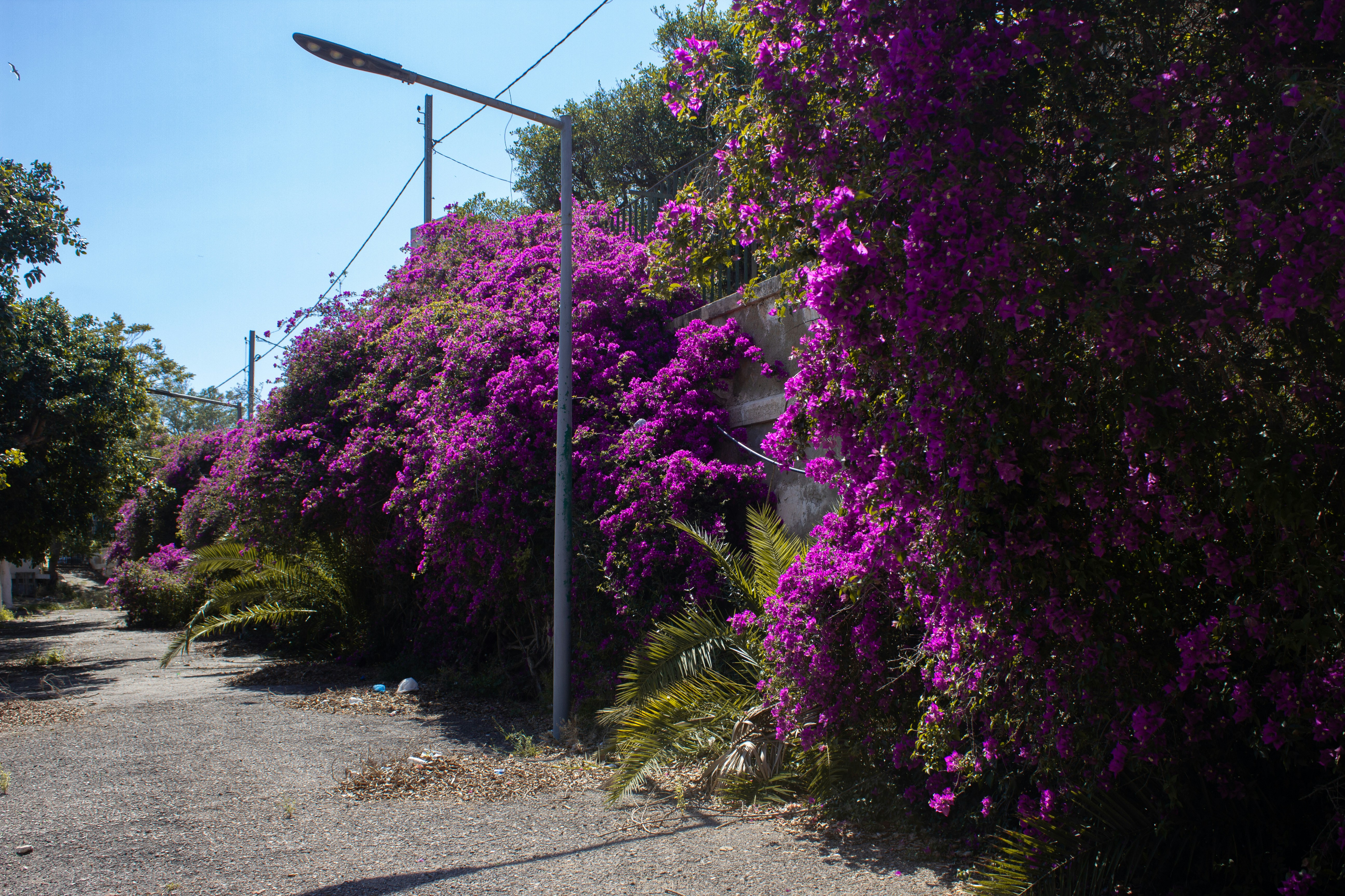 Bougainvillea Corridor Under a Bright Streetlight