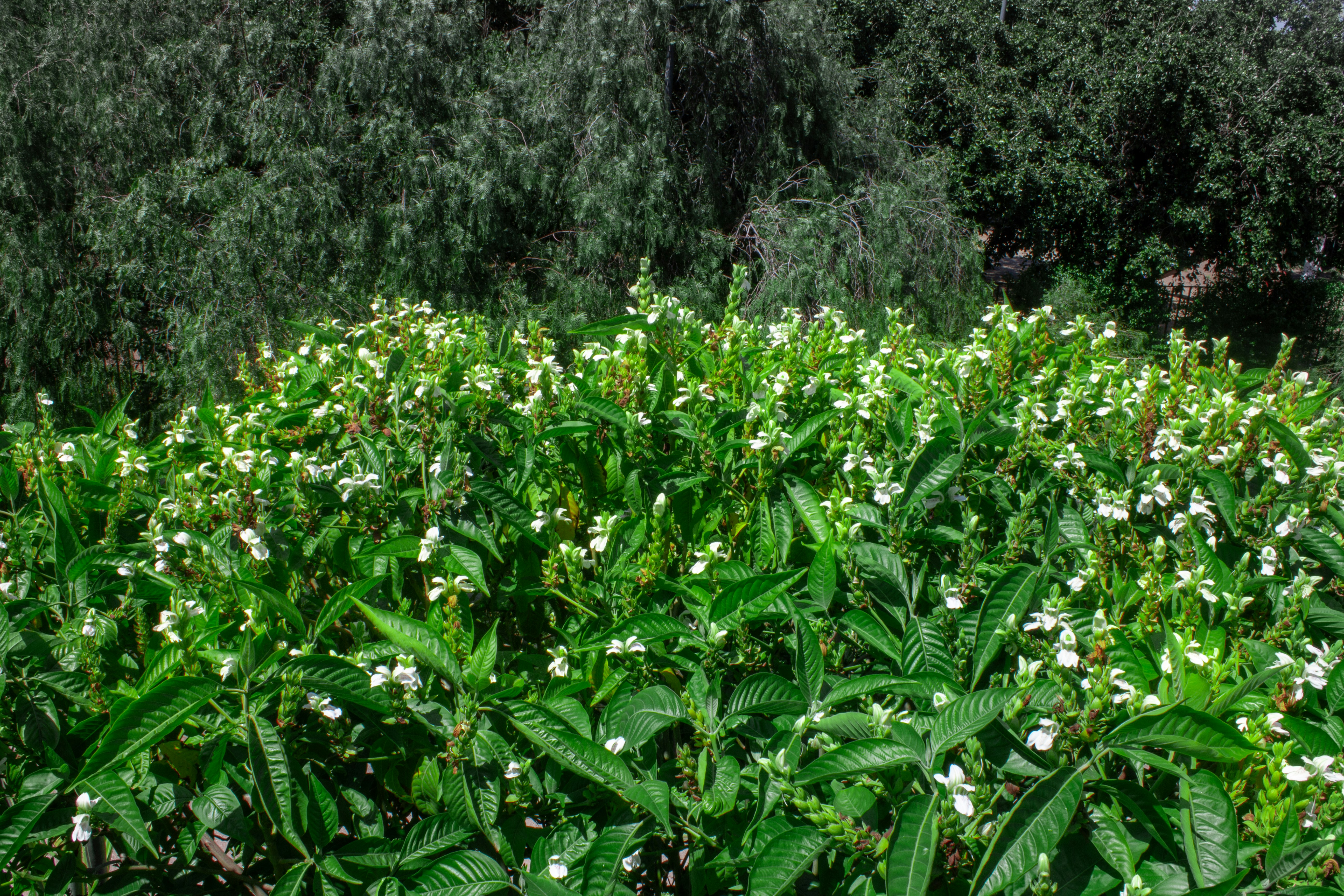 White blooms above a dense green hedge under a shaded canopy