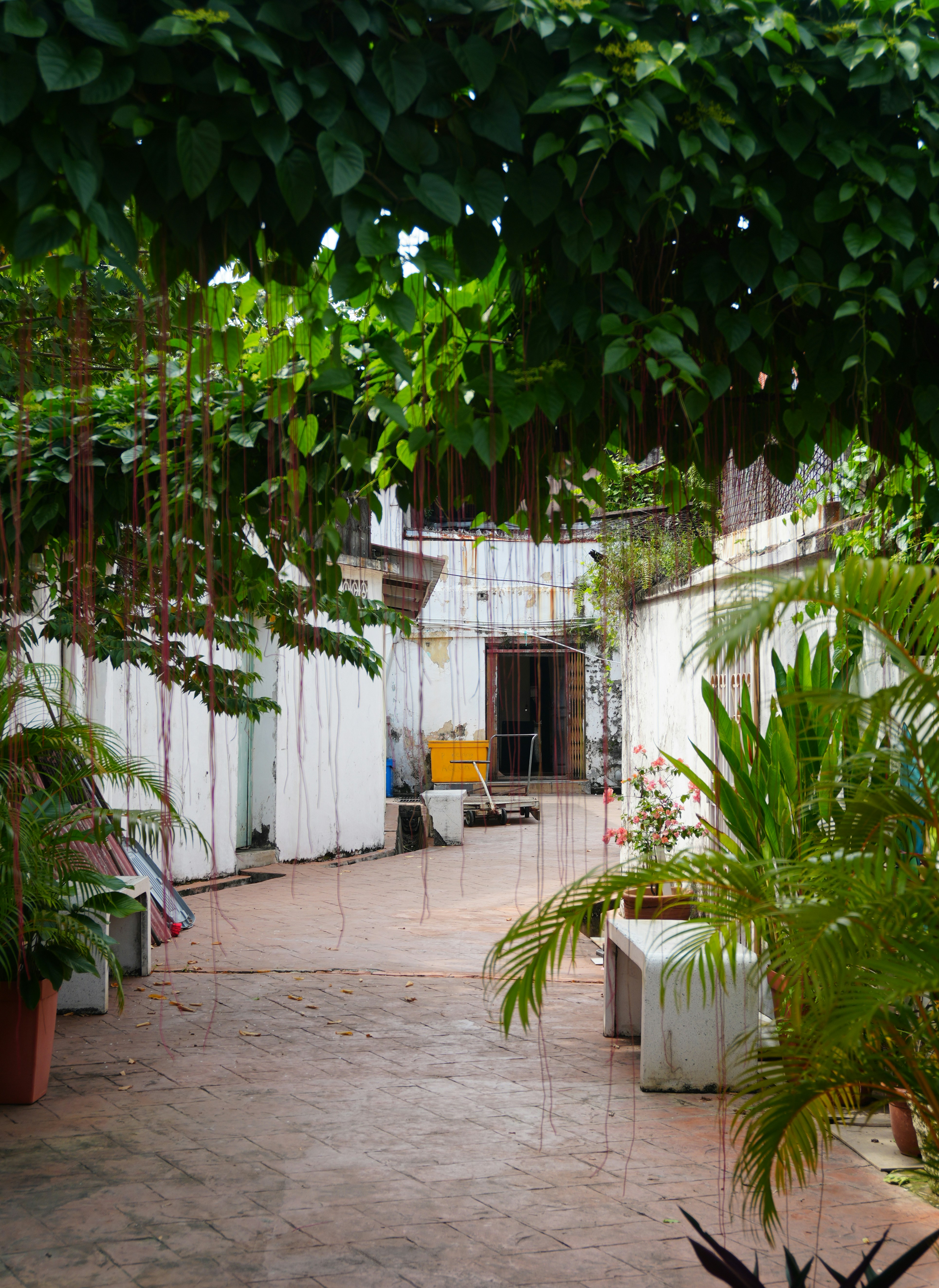 Courtyard of Green Canopy: A Quiet Alley Framed by Foliage