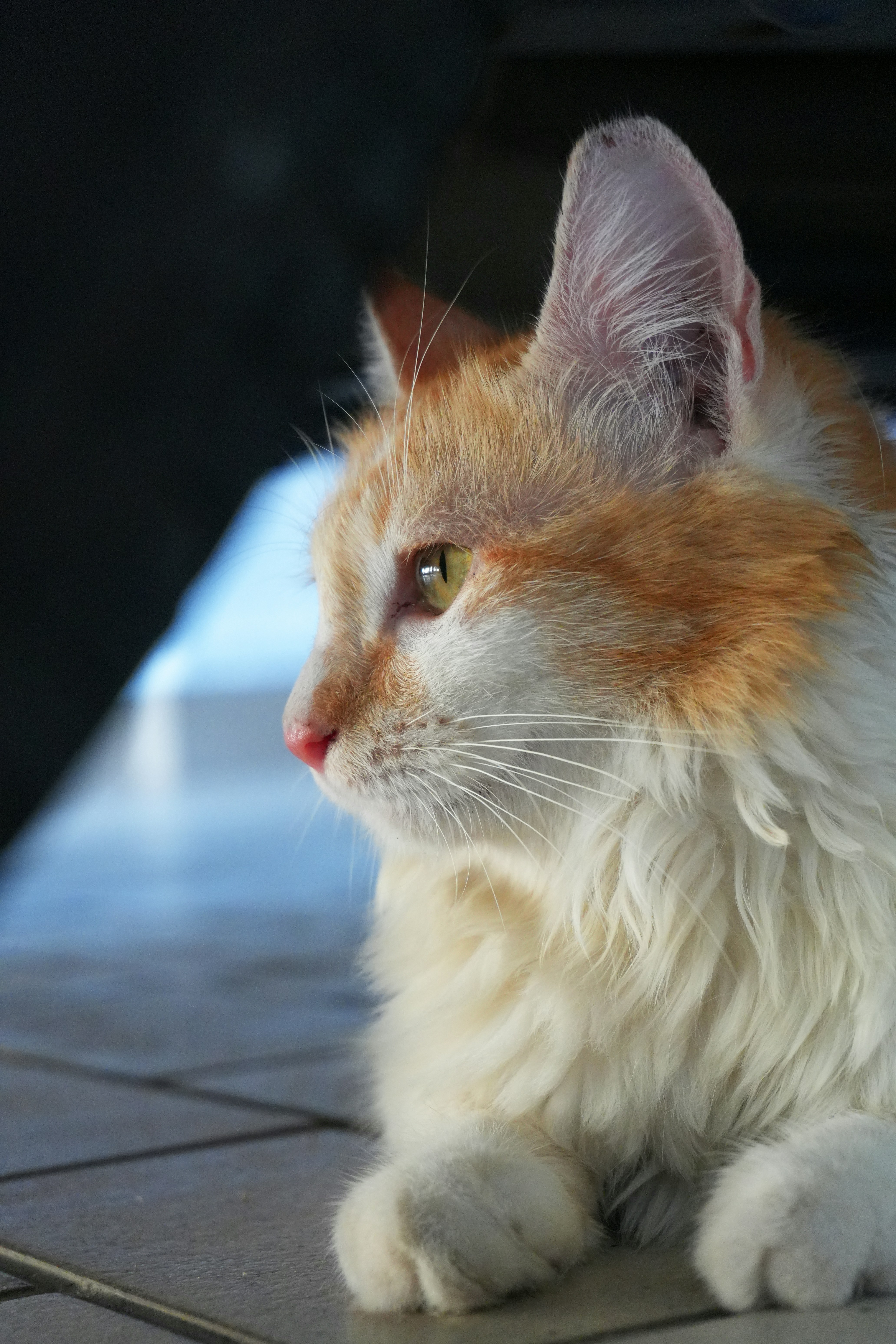 Curious Orange Tabby in Soft Focus Parade